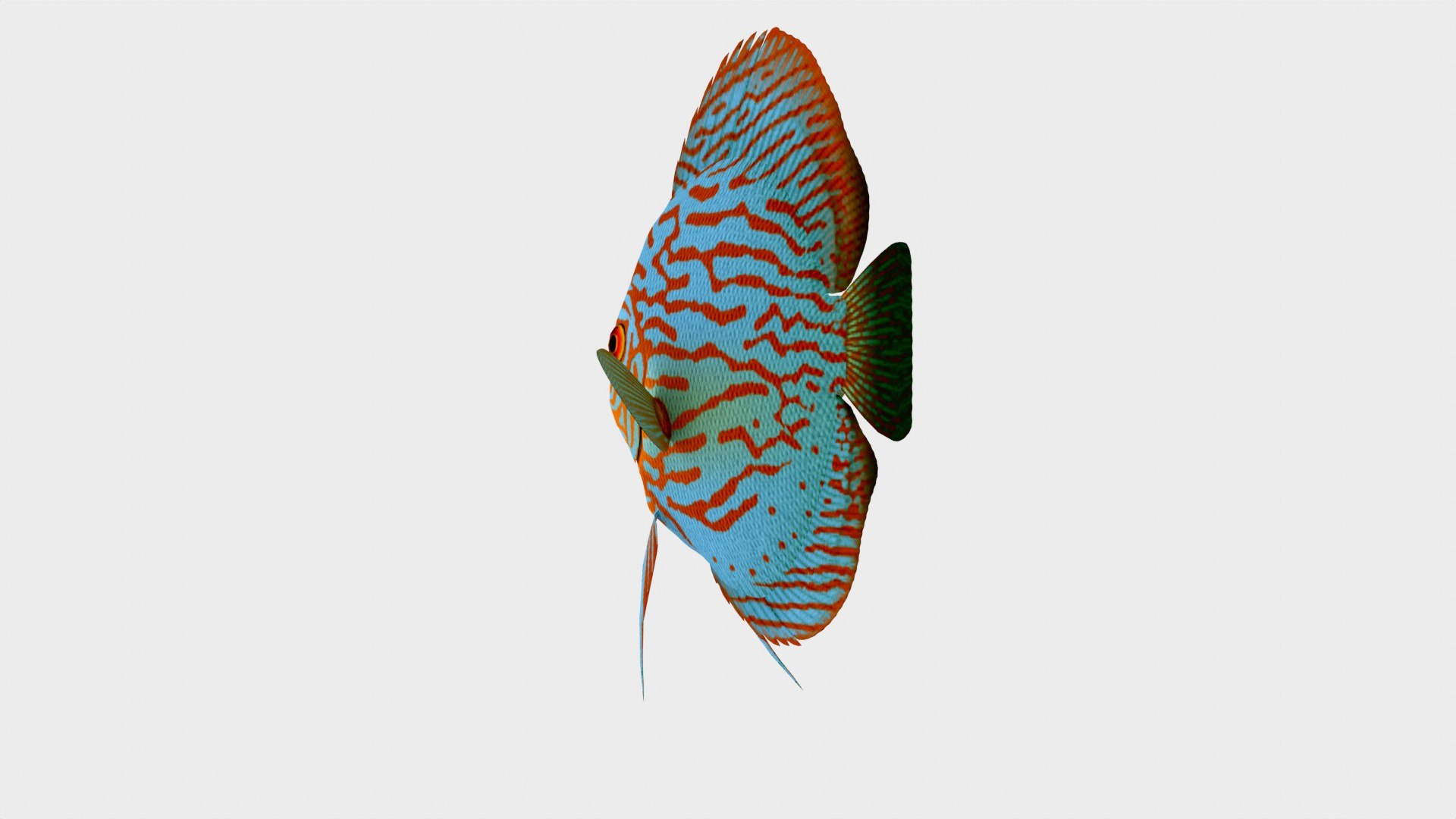 Red Turquoise Discus Fish 3D Model Low Poly 3D - TurboSquid 2242725