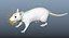 3D Rat Rigged Fur Animations Model - TurboSquid 1500223