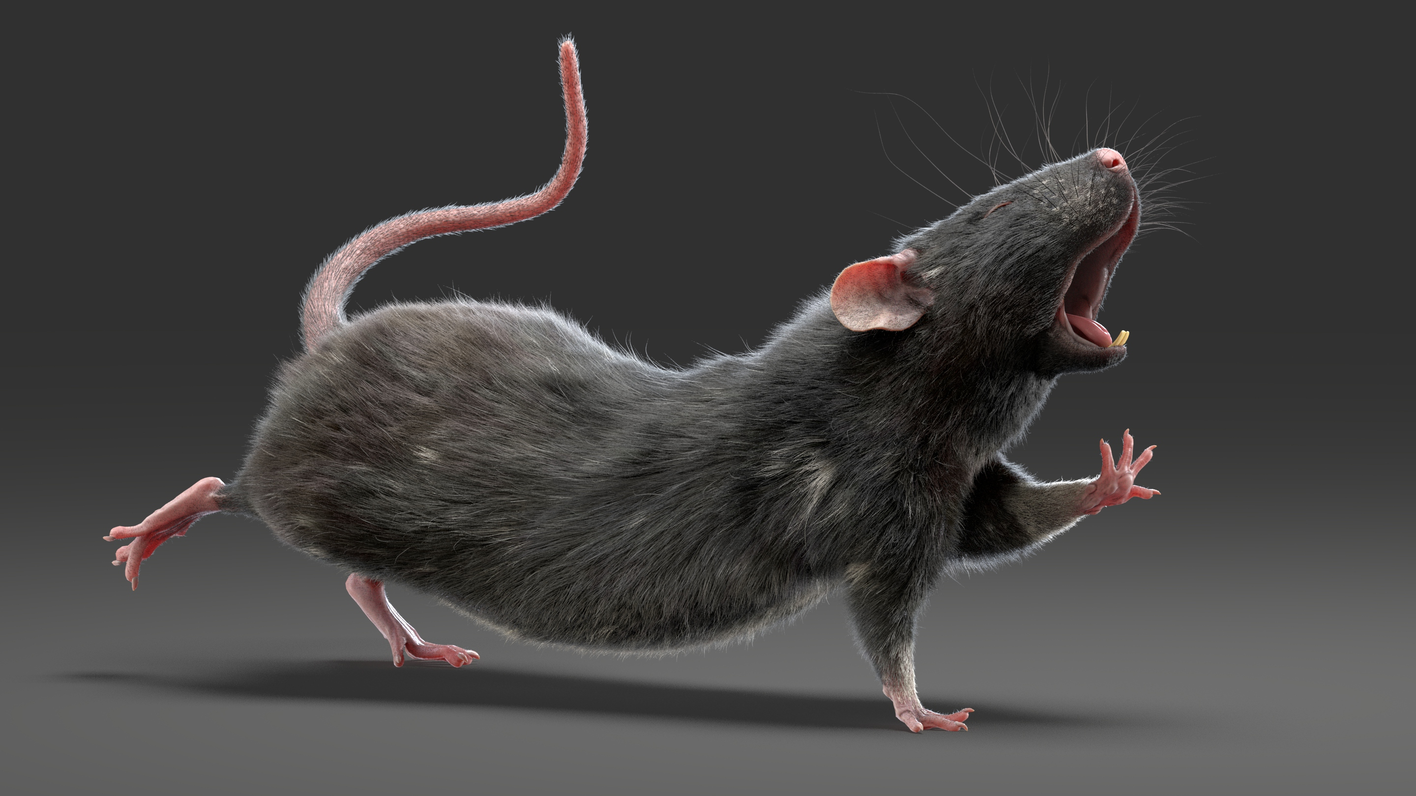 3D rat rigged fur animations model - TurboSquid 1500223