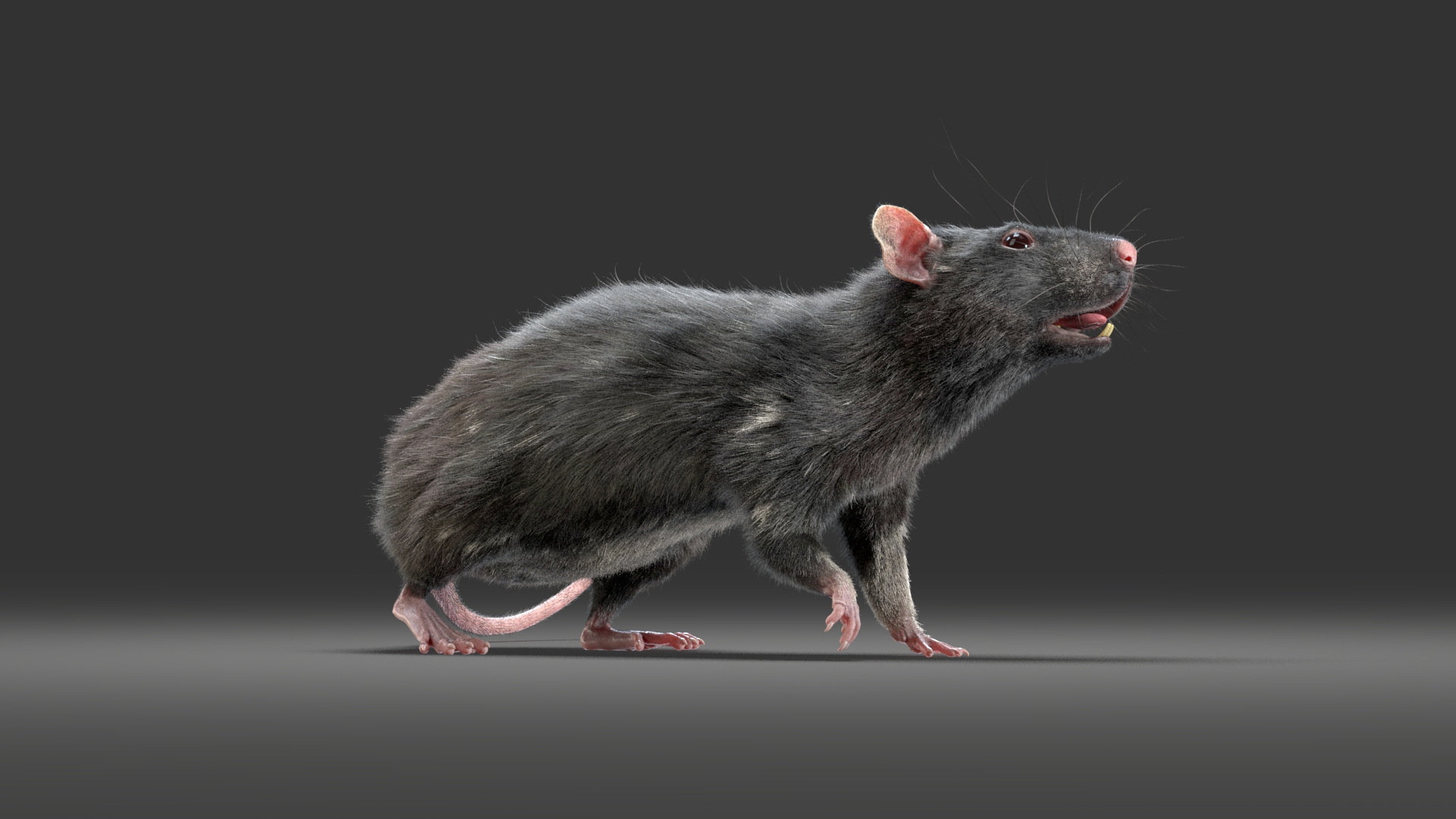 3D Rat Rigged Fur Animations Model - TurboSquid 1500223