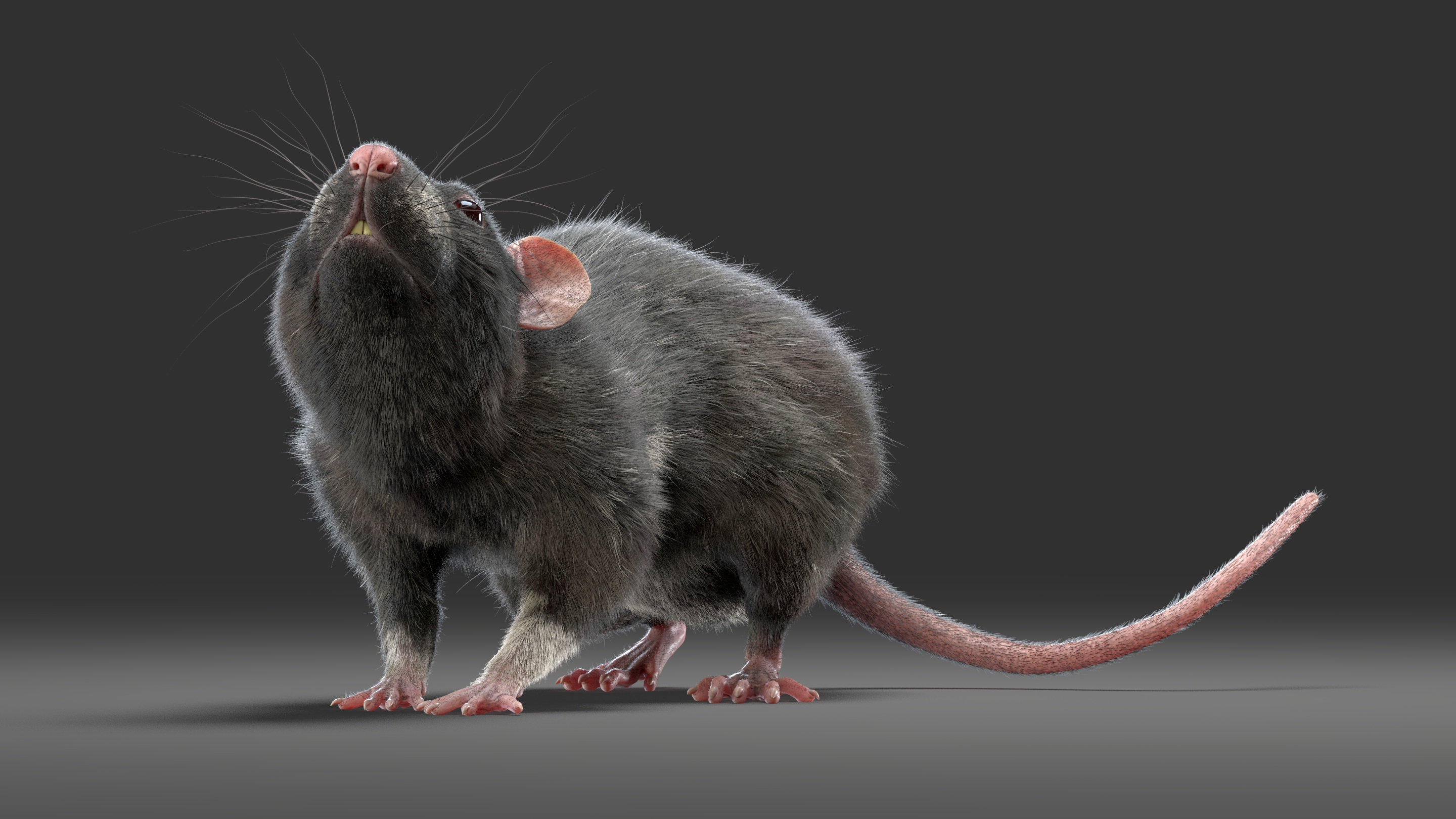 3D rat rigged fur animations model - TurboSquid 1500223