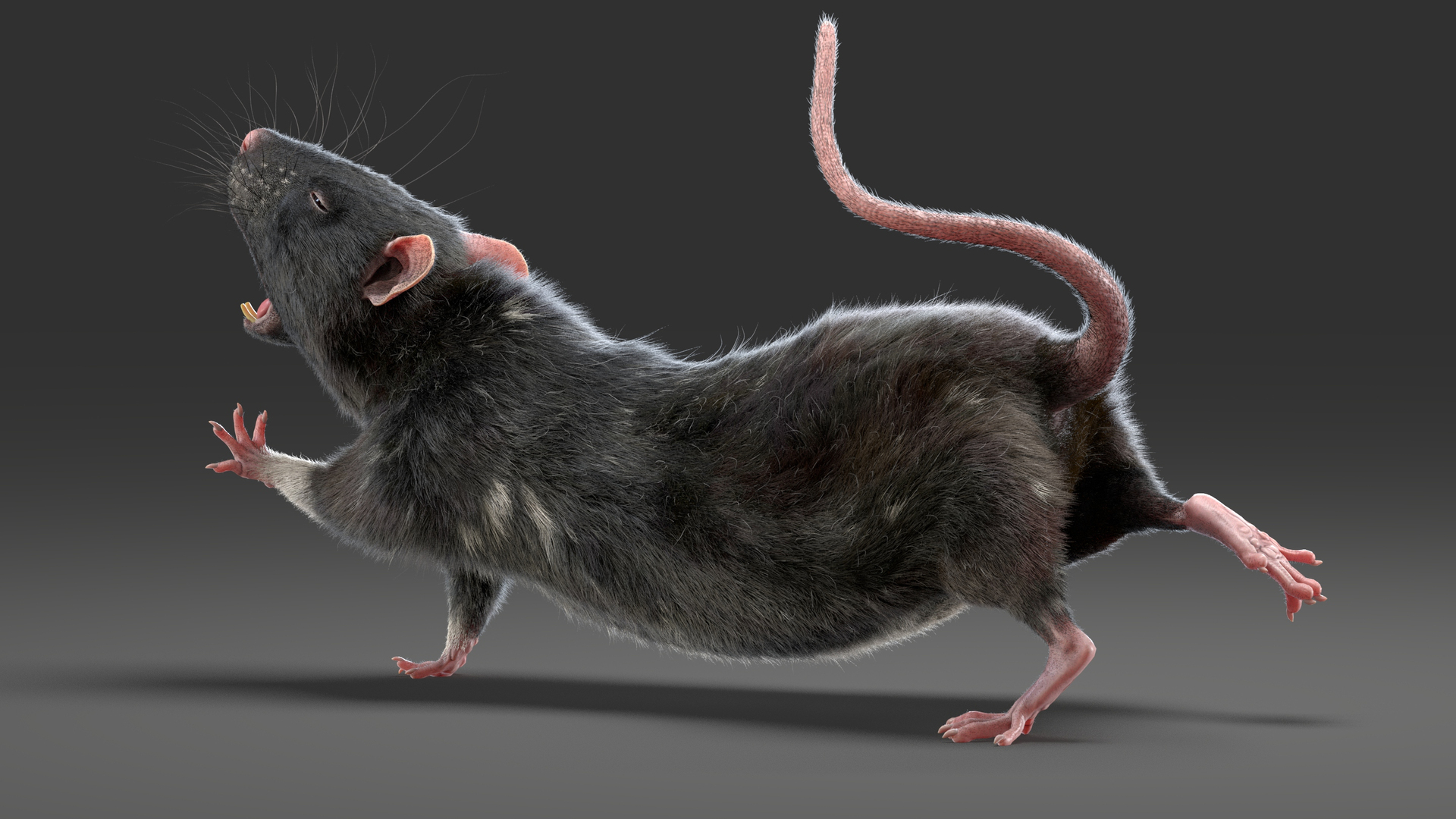 3D rat rigged fur animations model - TurboSquid 1500223