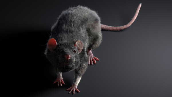 3D rat rigged fur animations model - TurboSquid 1500223