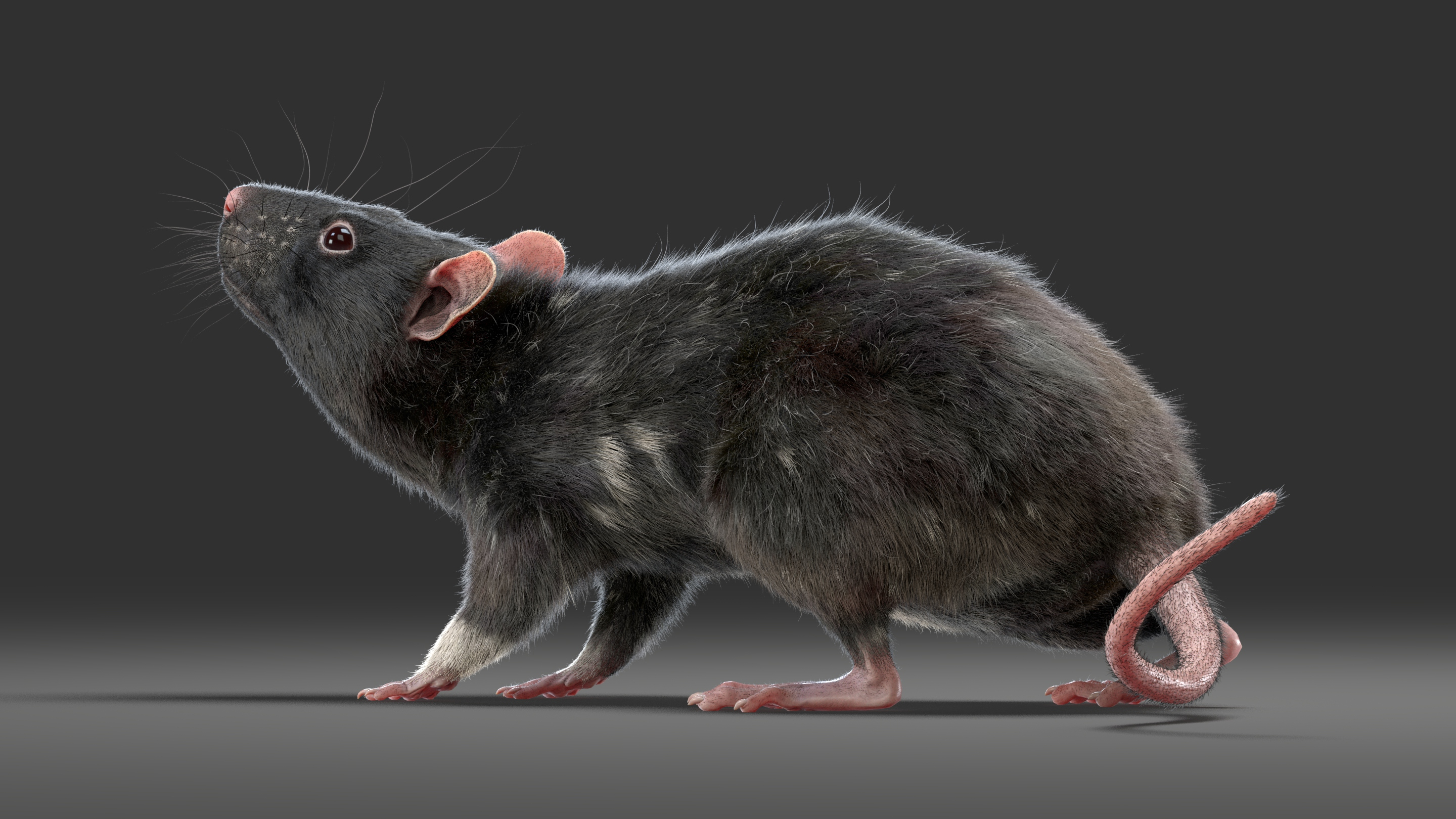 3D rat rigged fur animations model - TurboSquid 1500223