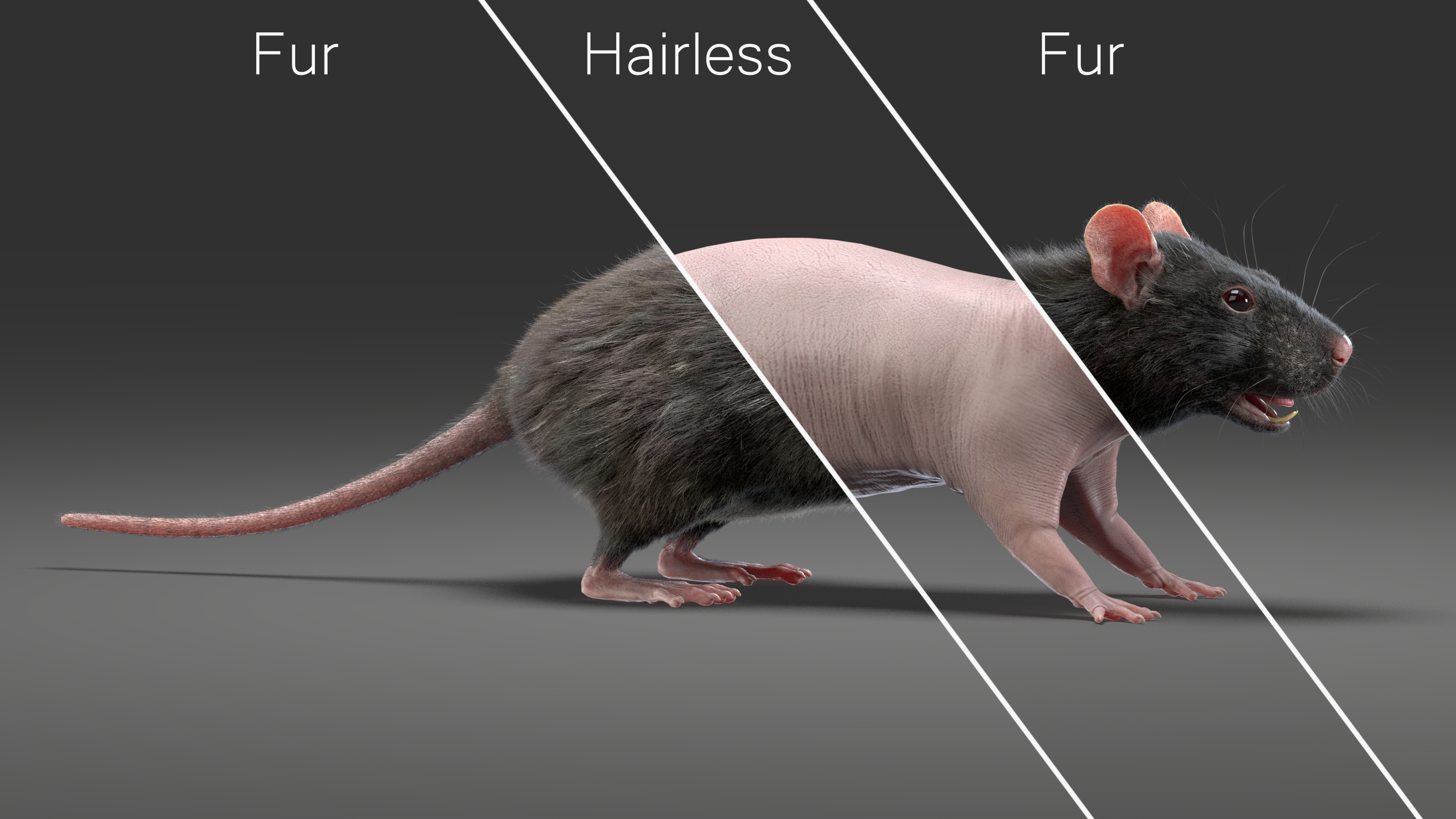 3D rat rigged fur animations model - TurboSquid 1500223