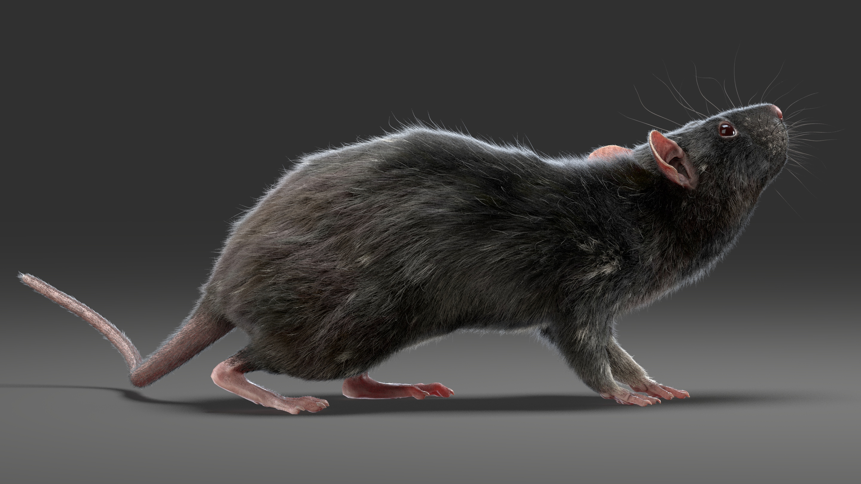 3D rat rigged fur animations model - TurboSquid 1500223
