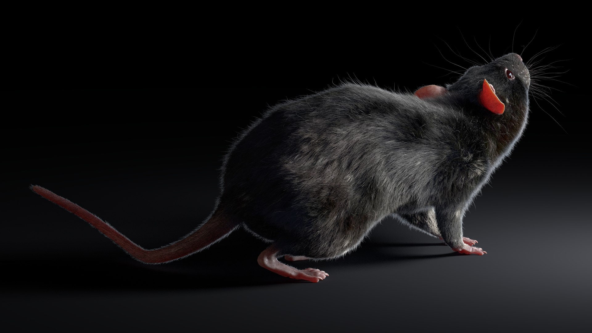 3D rat rigged fur animations model - TurboSquid 1500223
