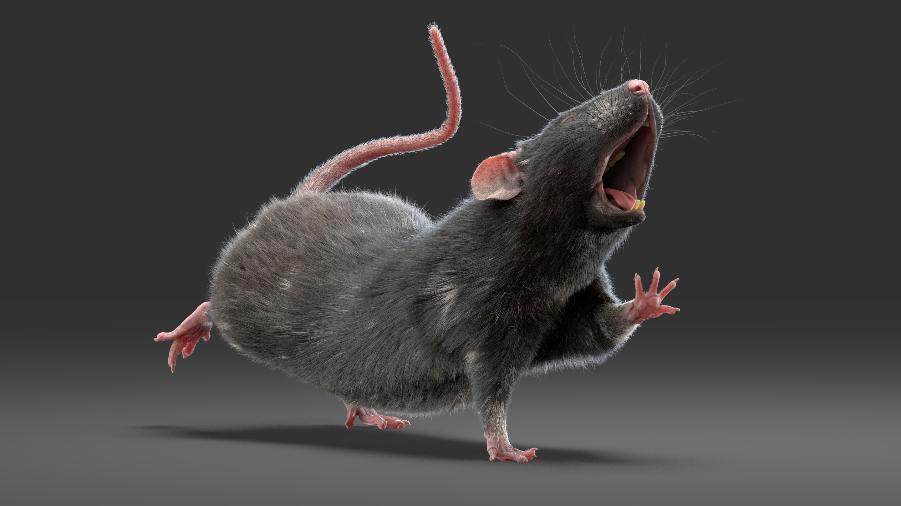 3D rat rigged fur animations model - TurboSquid 1500223