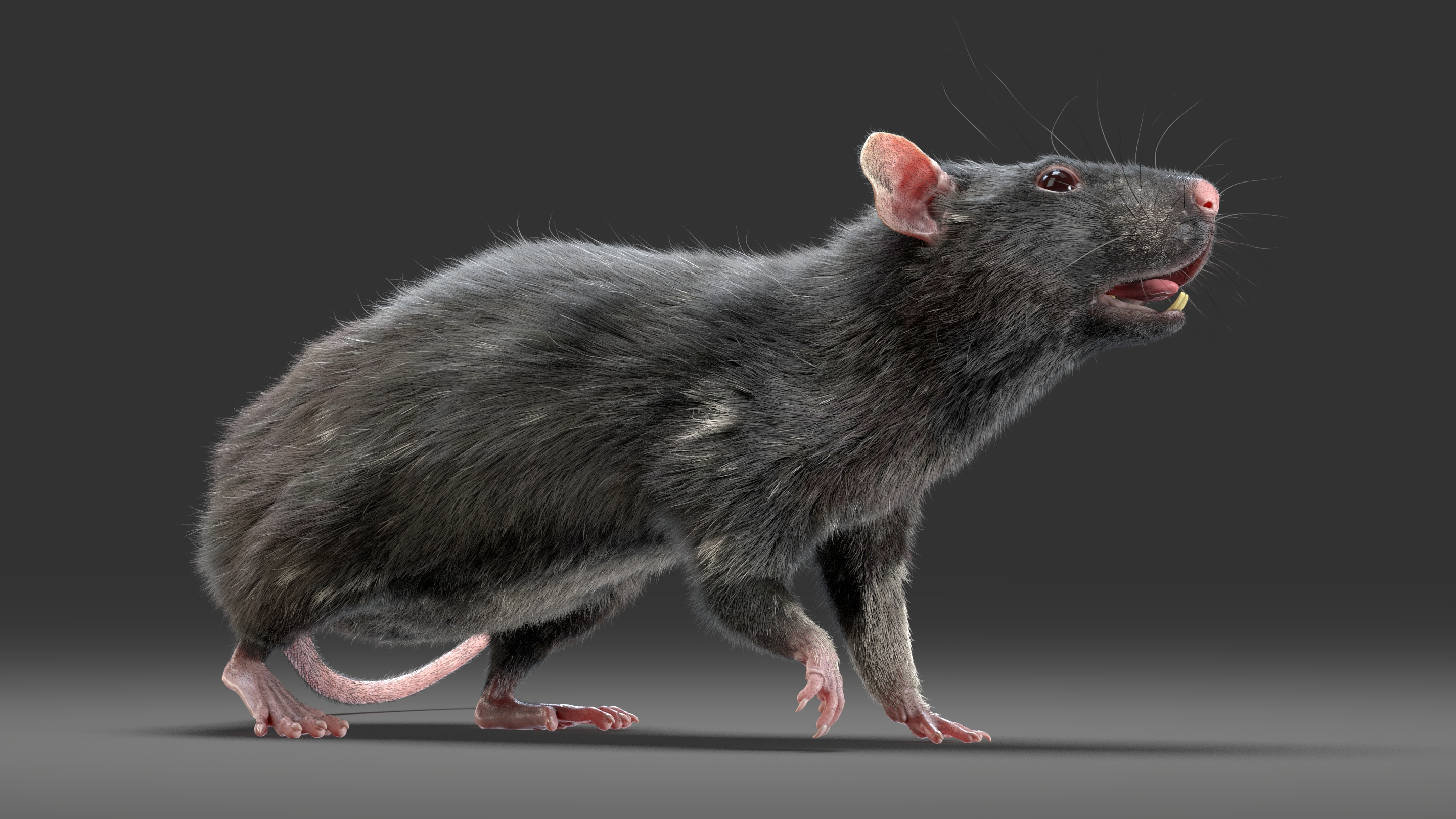3D rat rigged fur animations model - TurboSquid 1500223