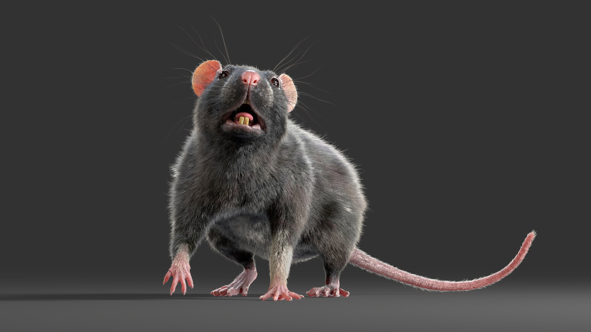 3D Rat Rigged Fur Animations Model - TurboSquid 1500223