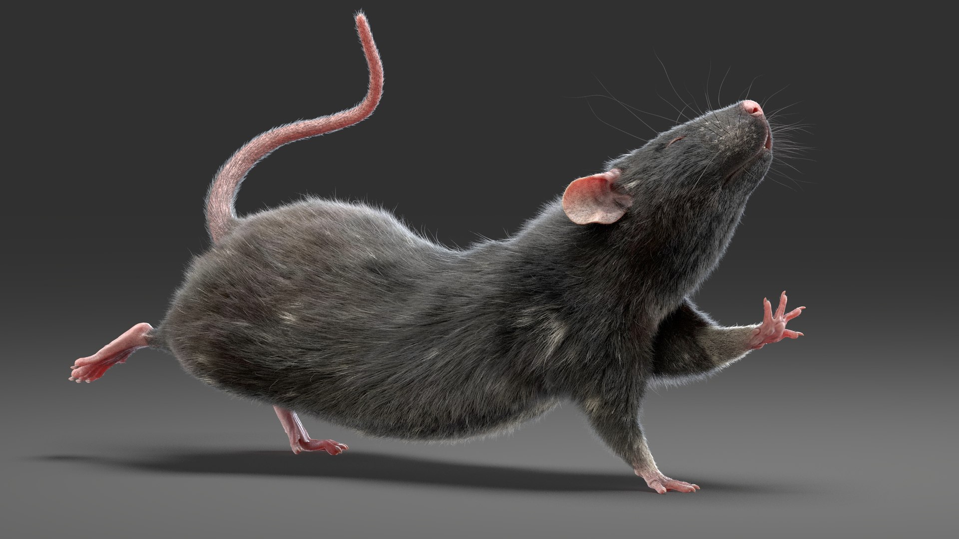 3D rat rigged fur animations model - TurboSquid 1500223