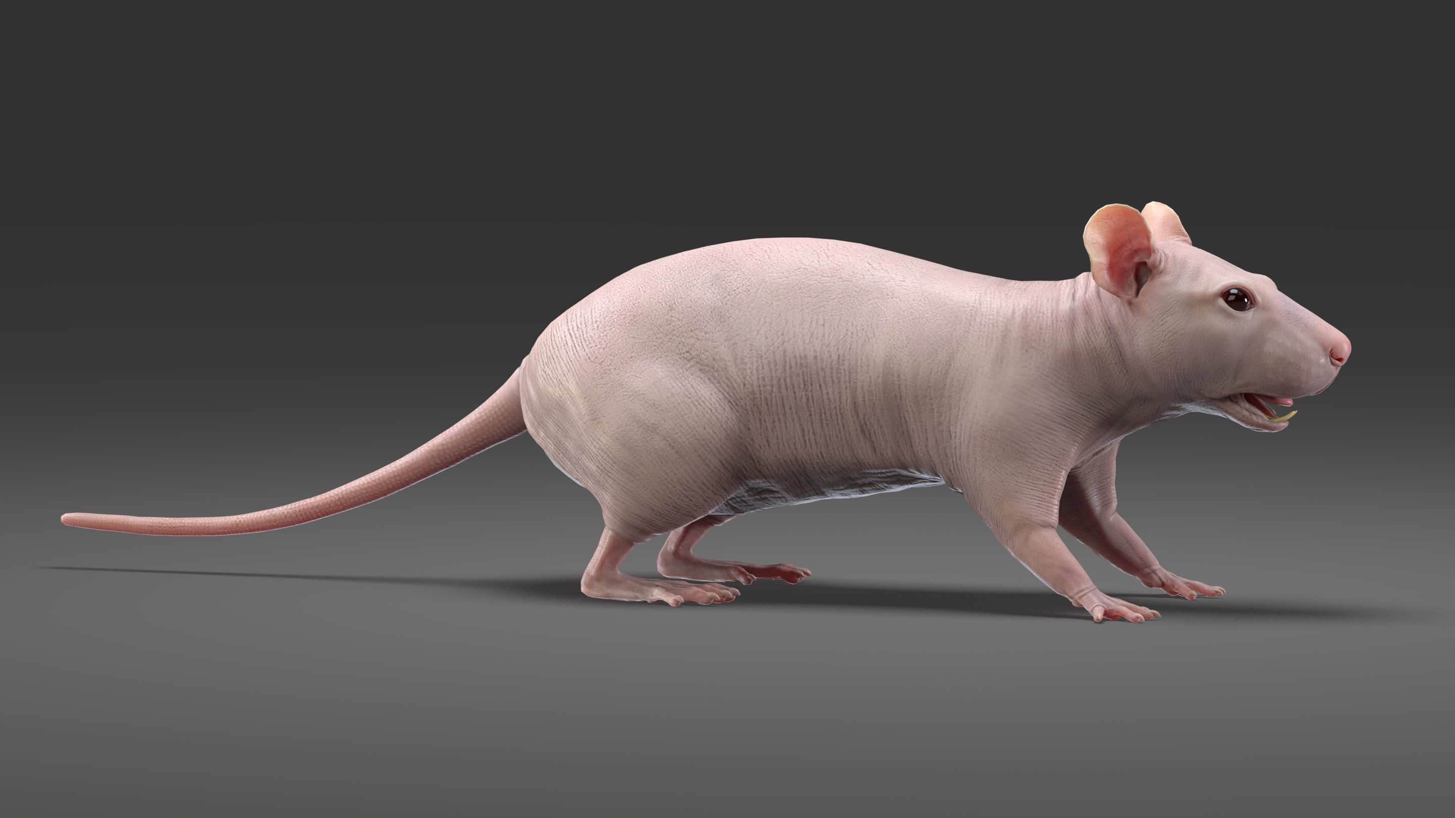 3D rat rigged fur animations model - TurboSquid 1500223