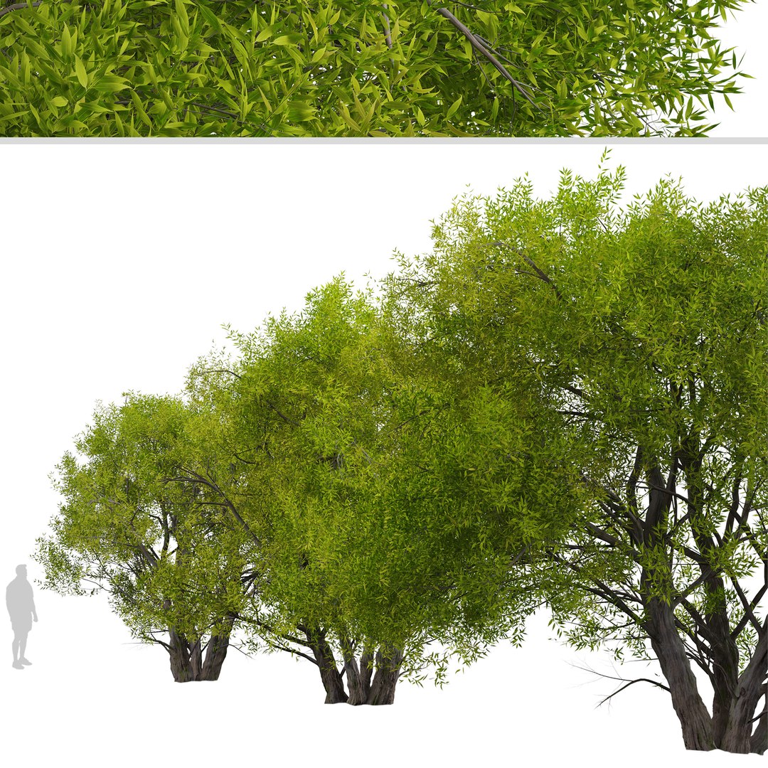 3D Salix Fragilis Or Crack Willow Tree - 1 Tree - TurboSquid 1999482