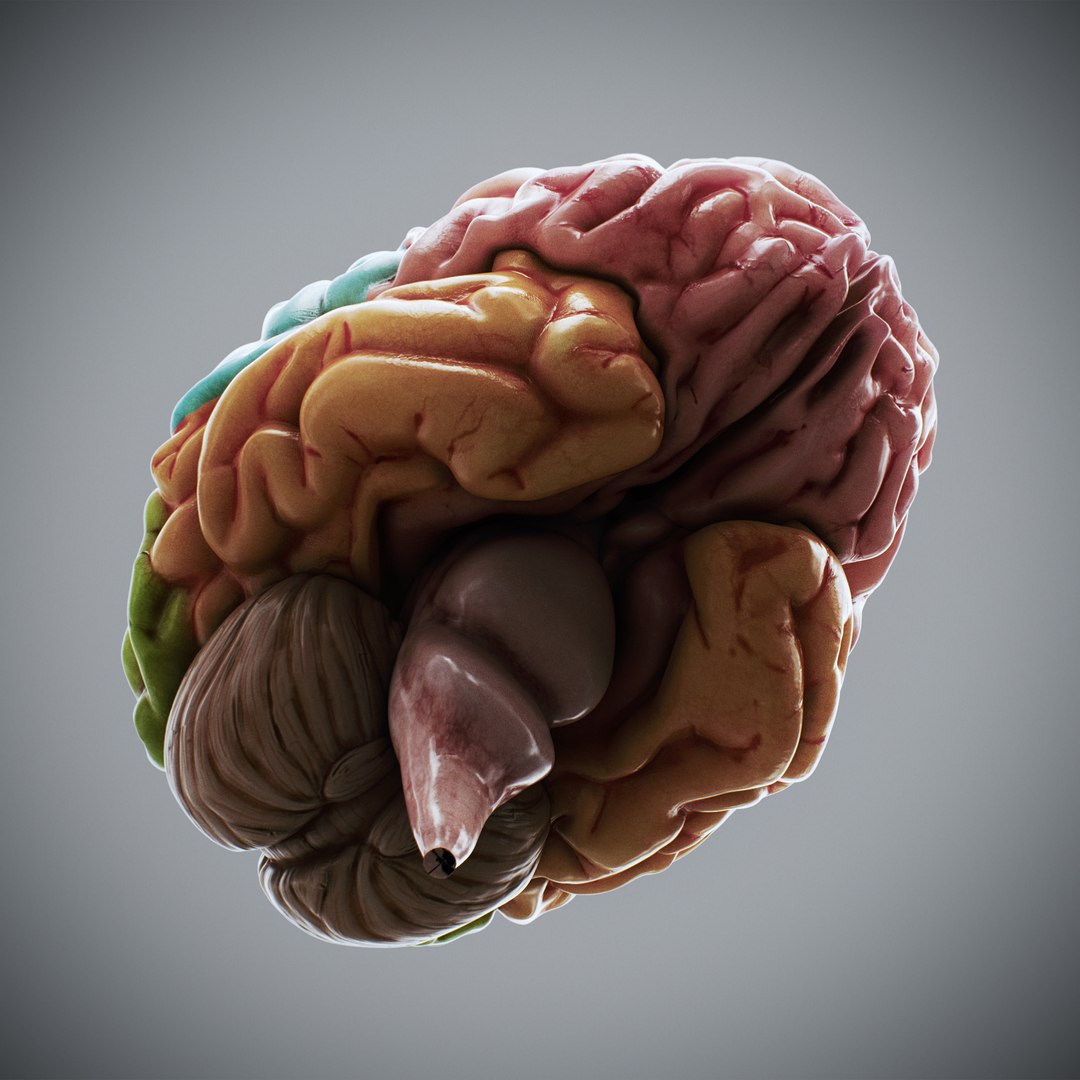 3ds Max Human Brain - Internal Anatomy