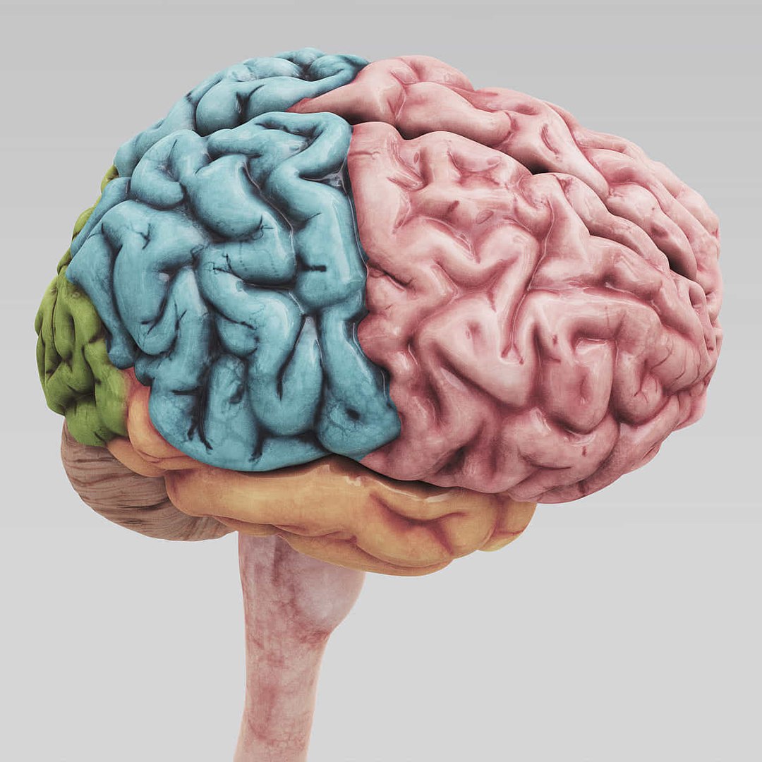 3ds max human brain - internal anatomy