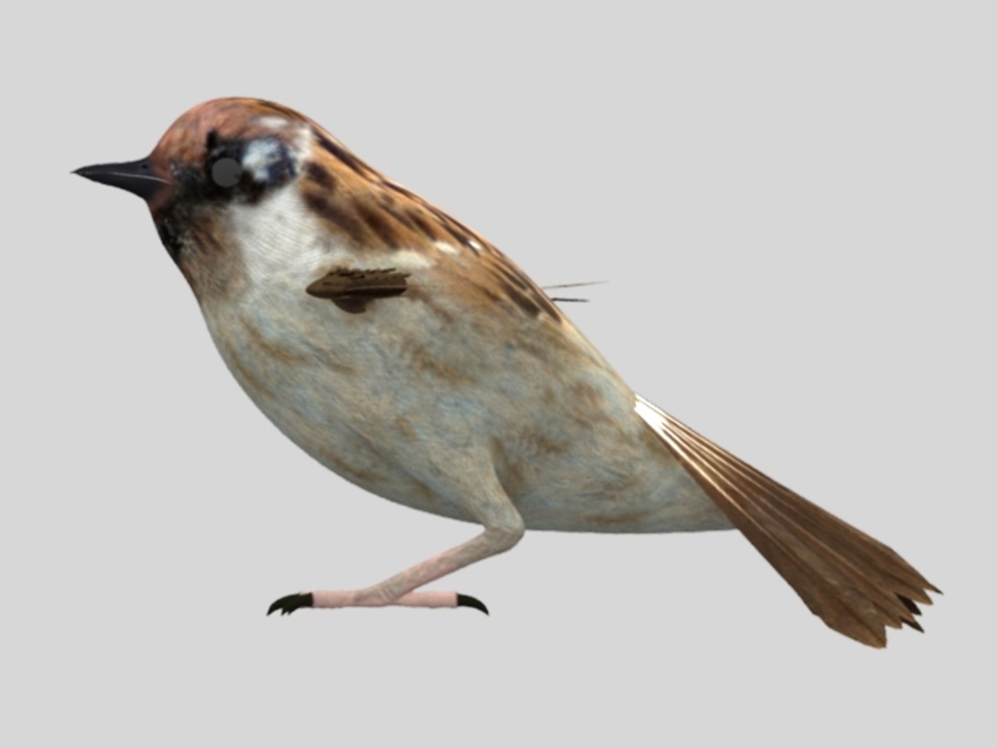 Rig sparrow bird 3D model - TurboSquid 1395740