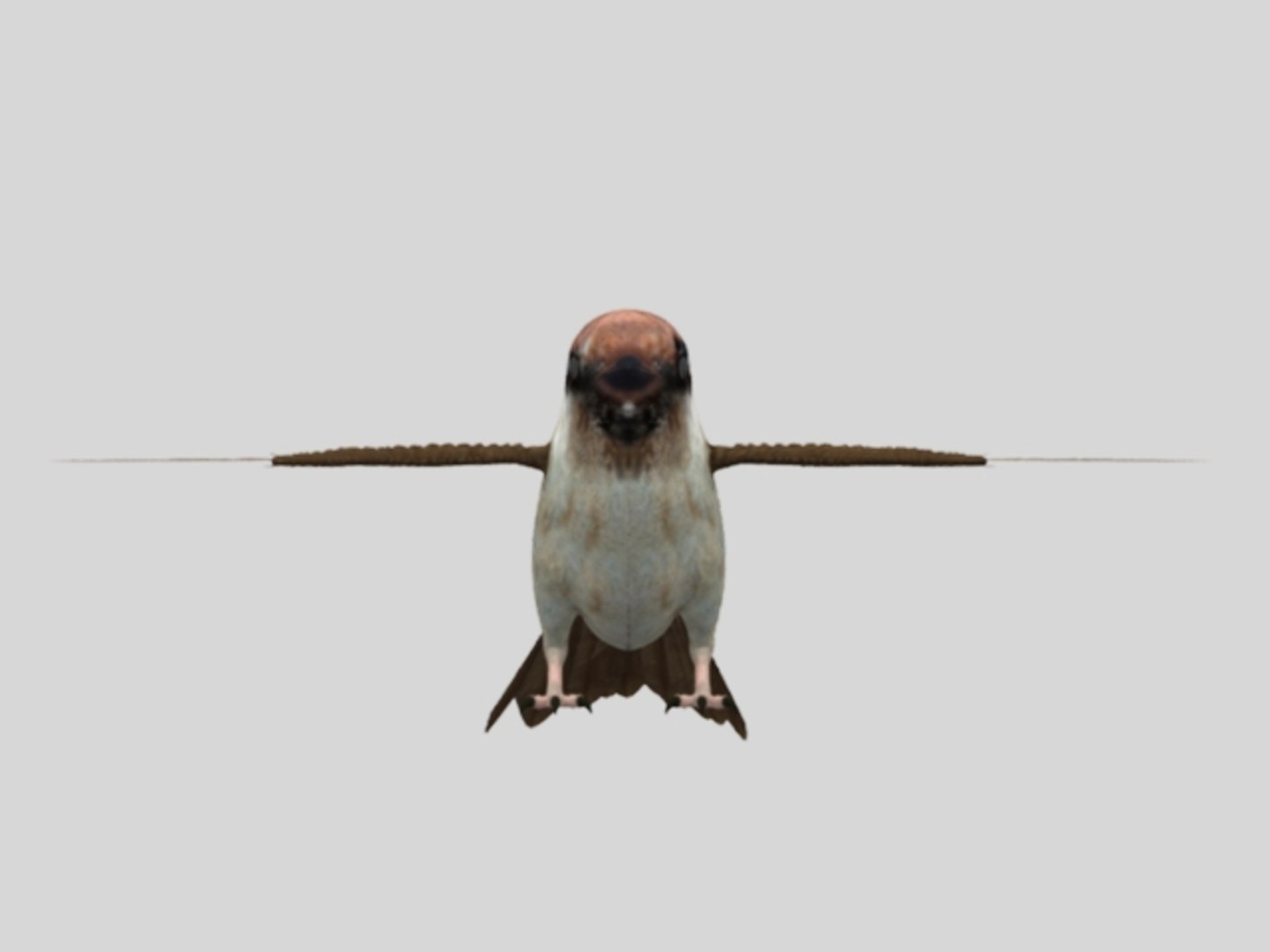 Rig sparrow bird 3D model - TurboSquid 1395740