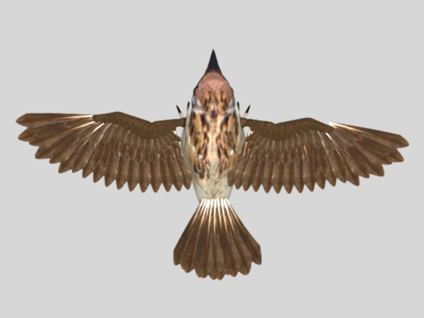 Rig sparrow bird 3D model - TurboSquid 1395740