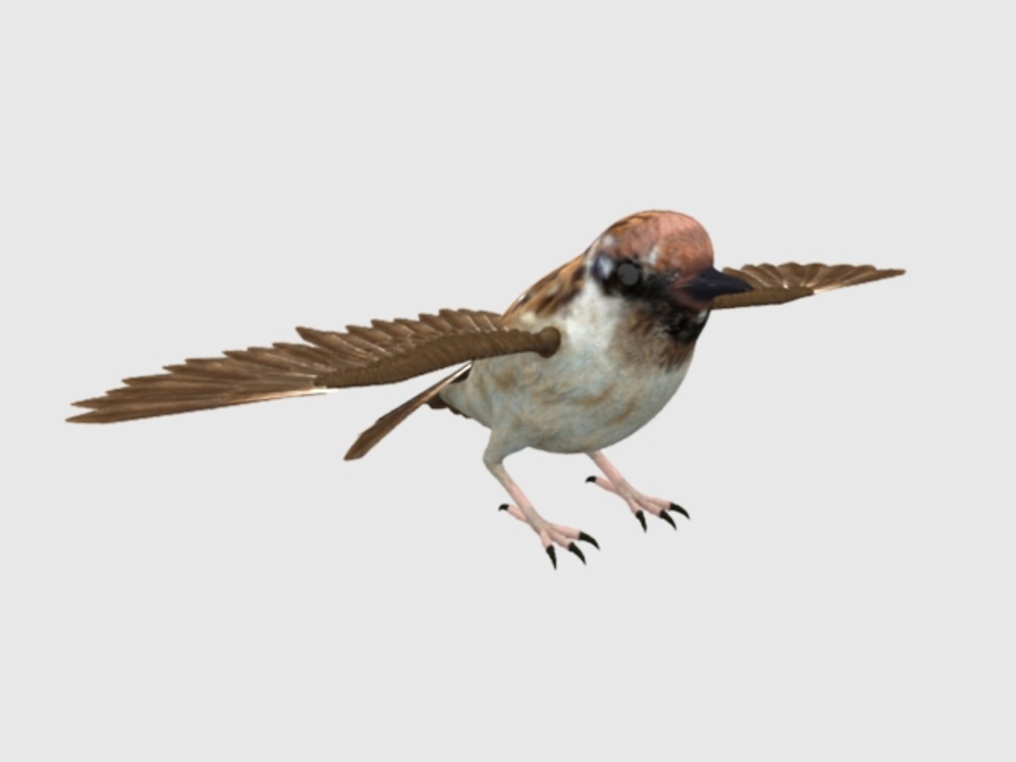 Rig sparrow bird 3D model - TurboSquid 1395740
