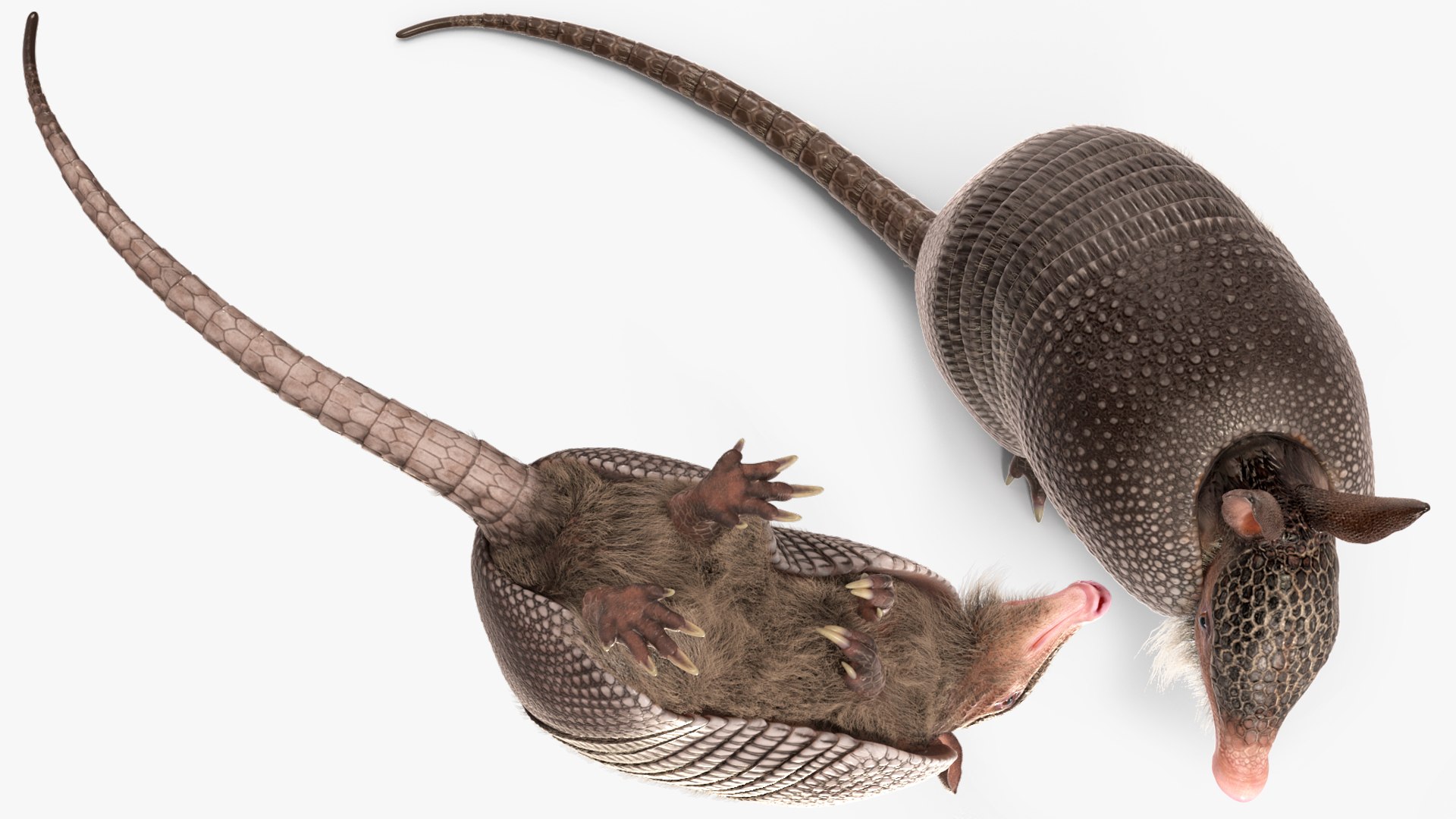 3D Model Armadillo In Hind Legs Pose Black Fur - TurboSquid 2248131