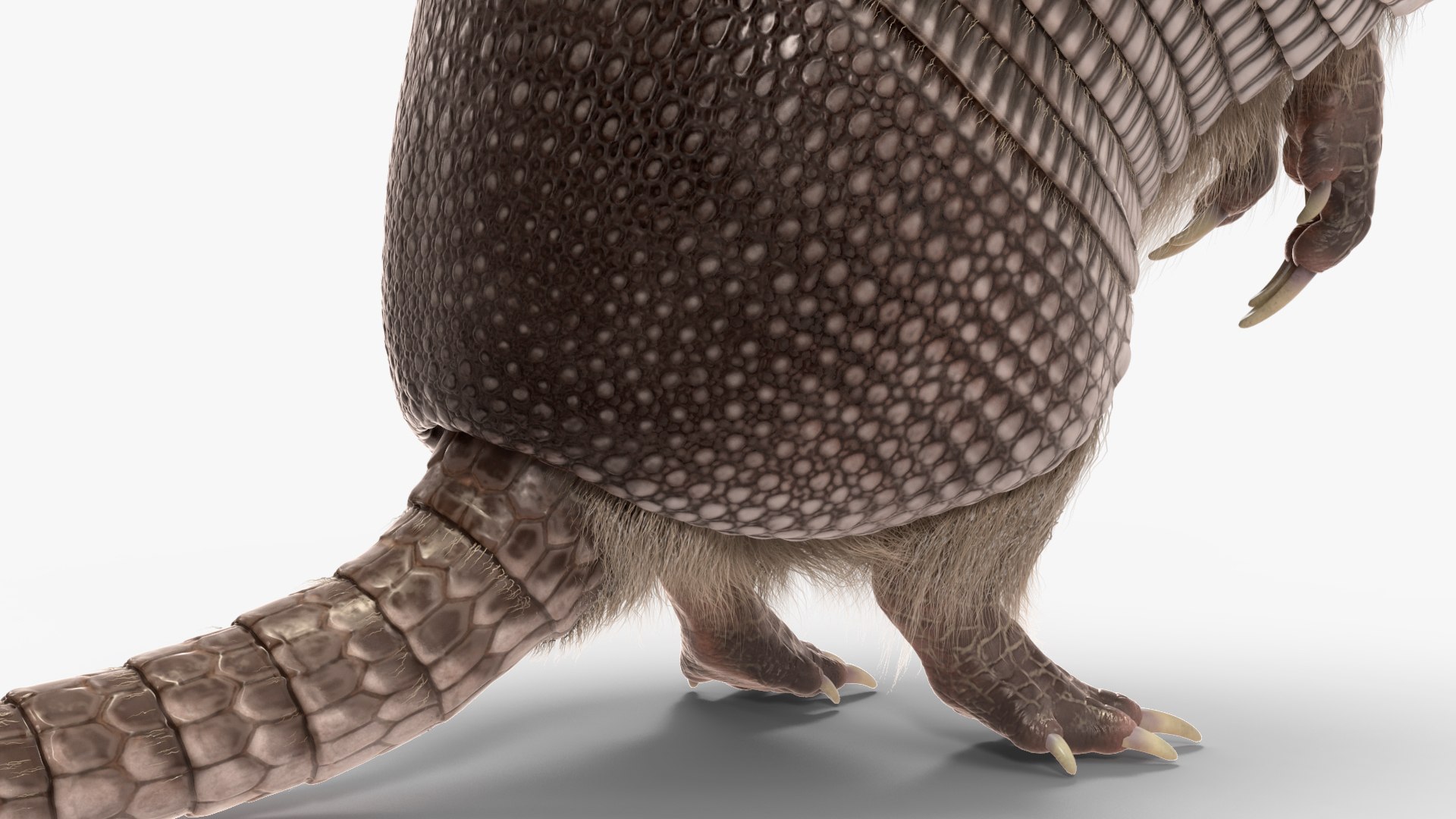 3D Model Armadillo In Hind Legs Pose Black Fur - TurboSquid 2248131