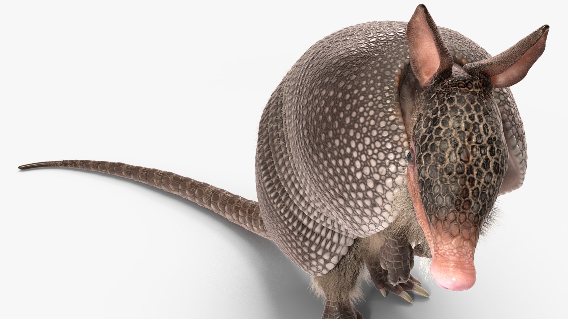 3D Model Armadillo In Hind Legs Pose Black Fur - TurboSquid 2248131