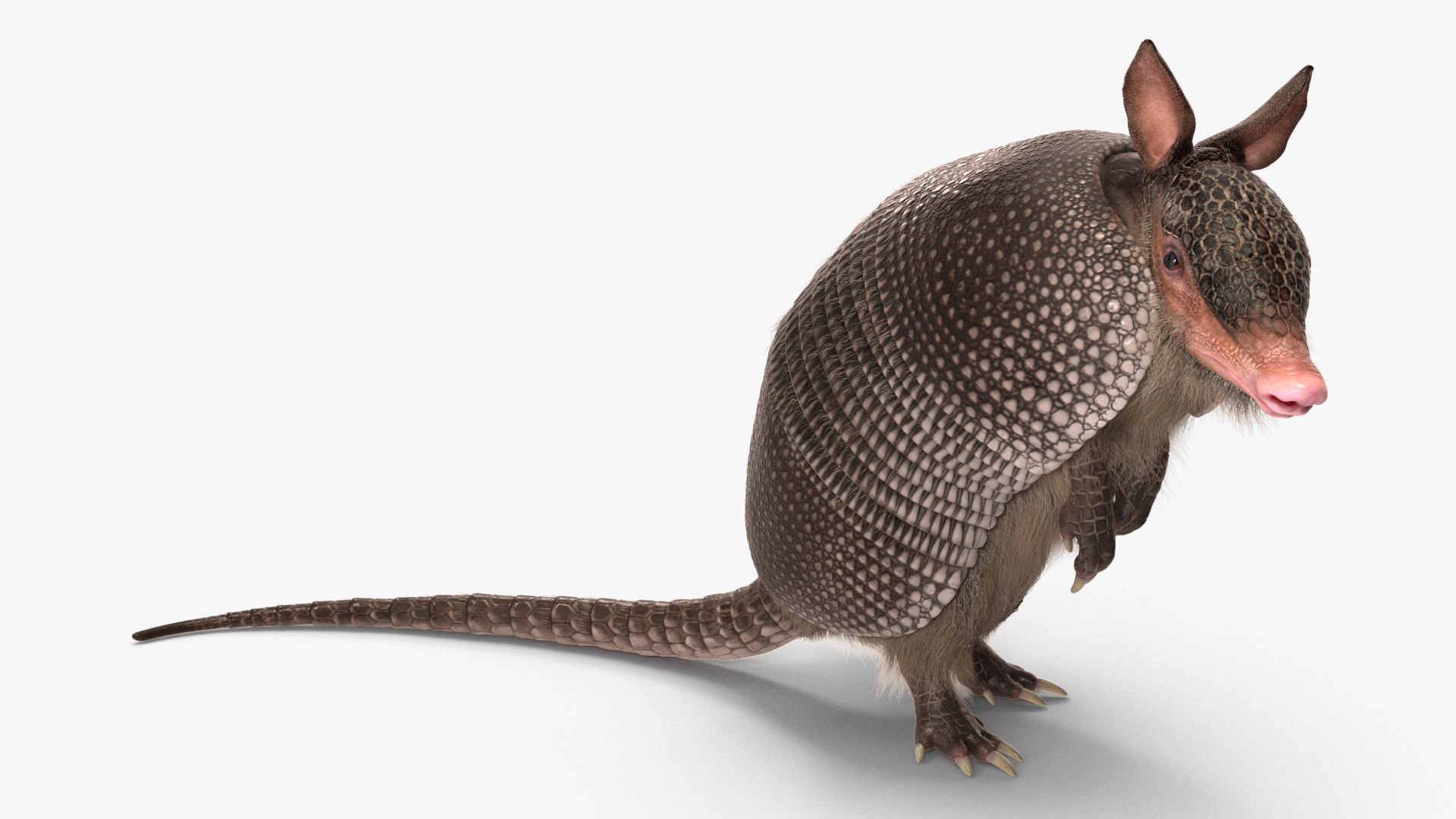 3D Model Armadillo In Hind Legs Pose Black Fur - TurboSquid 2248131