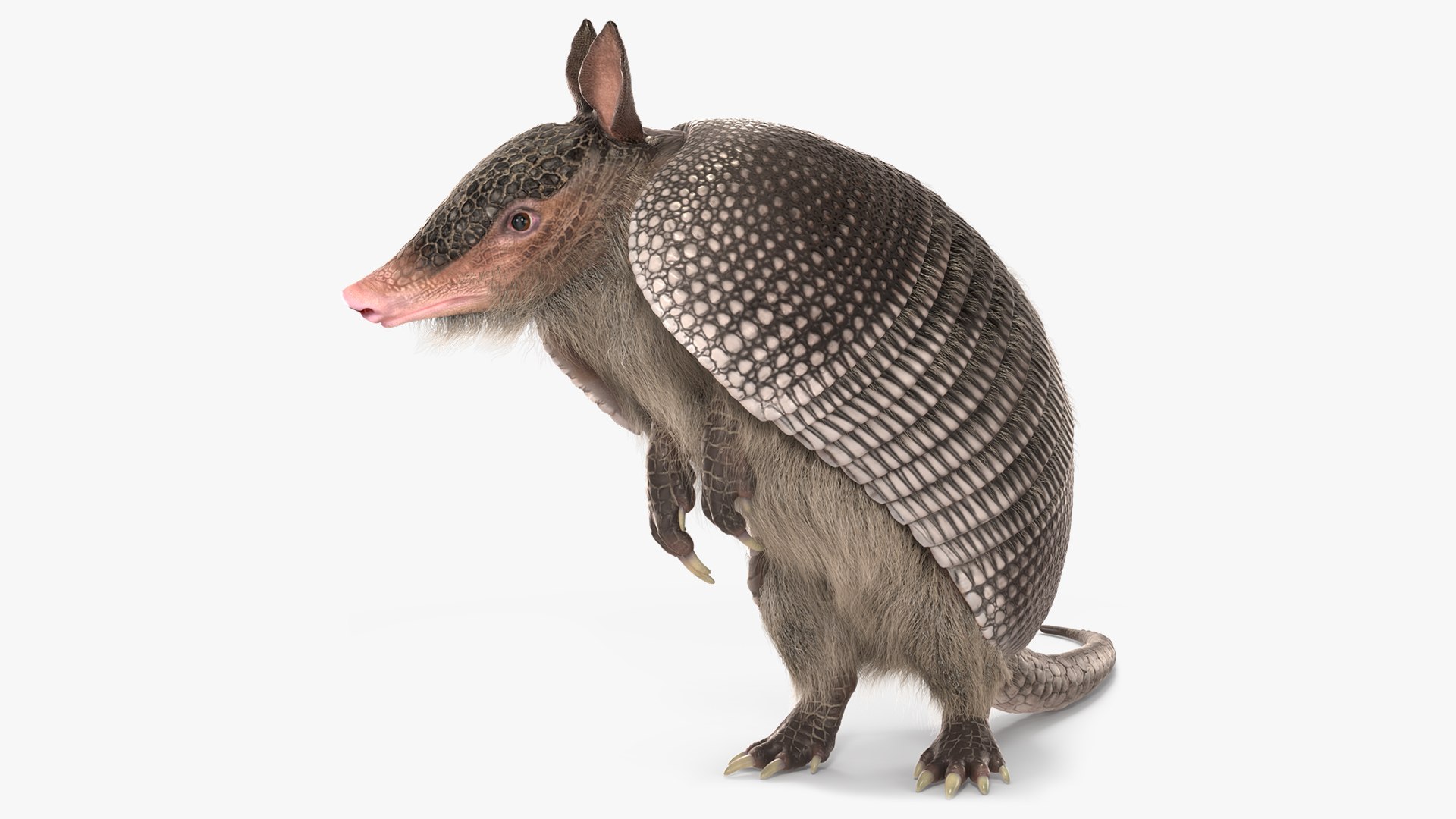 3D Model Armadillo In Hind Legs Pose Black Fur - TurboSquid 2248131