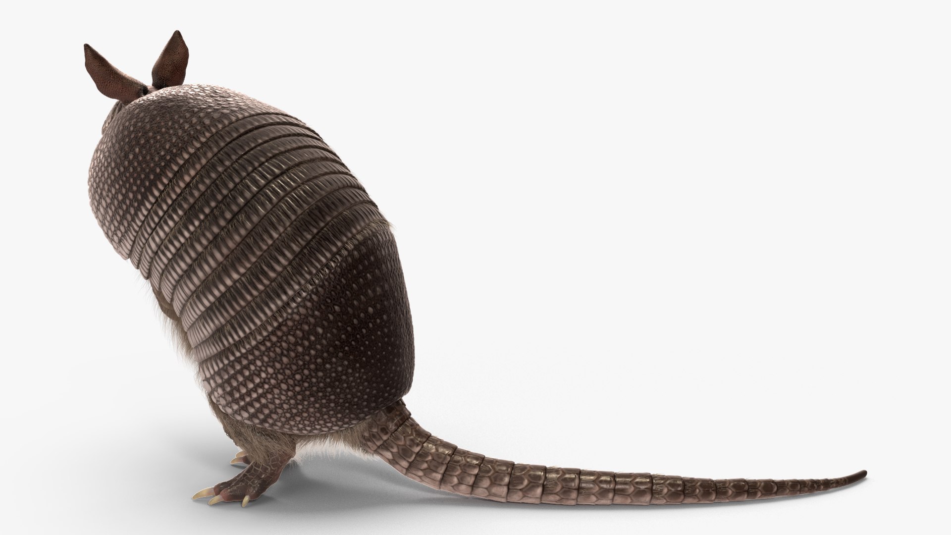 3D Model Armadillo In Hind Legs Pose Black Fur - TurboSquid 2248131