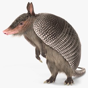 3D Animal Armadillo Models - Browse & Download Formats - TurboSquid