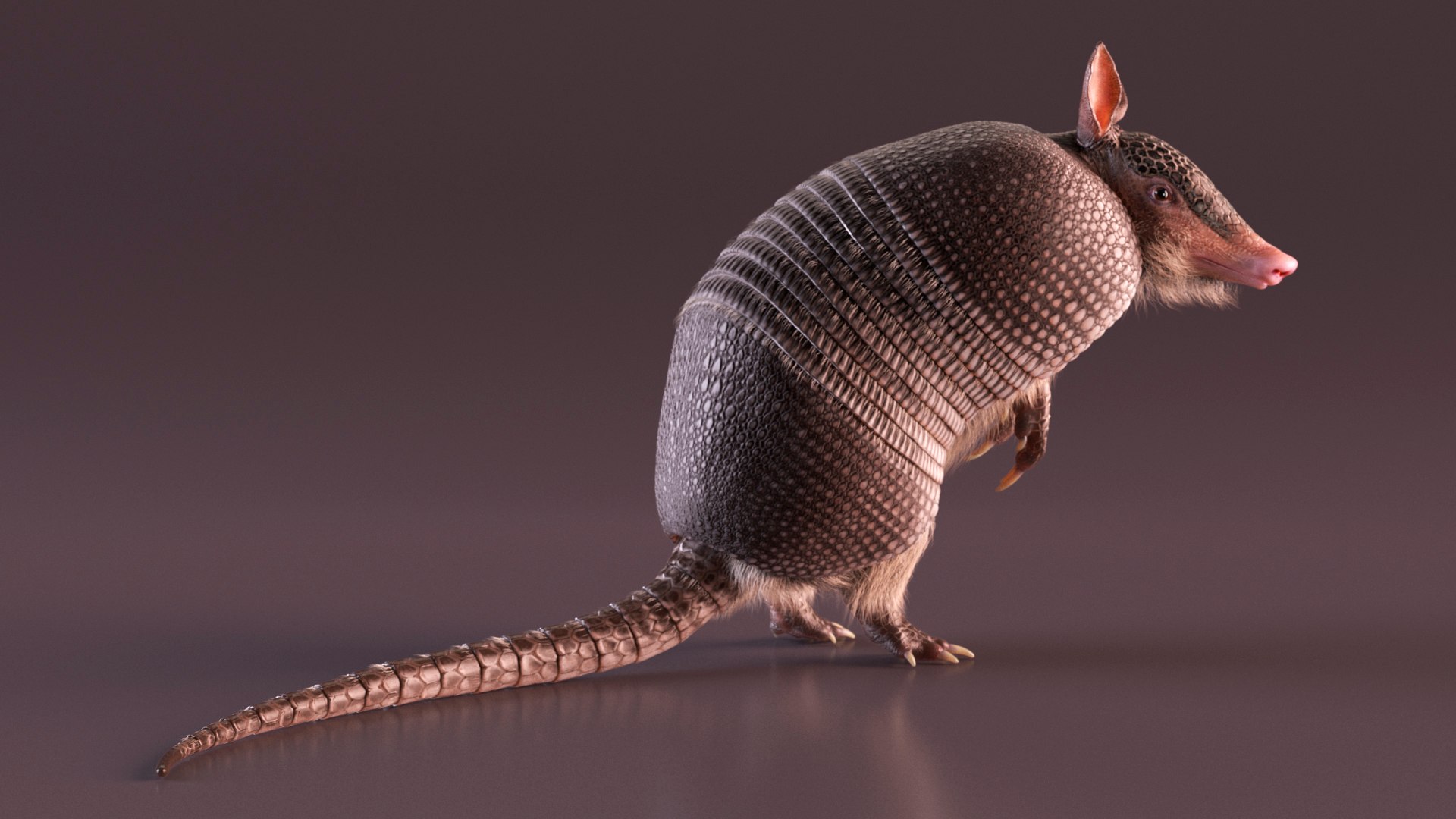 3D Model Armadillo In Hind Legs Pose Black Fur - TurboSquid 2248131