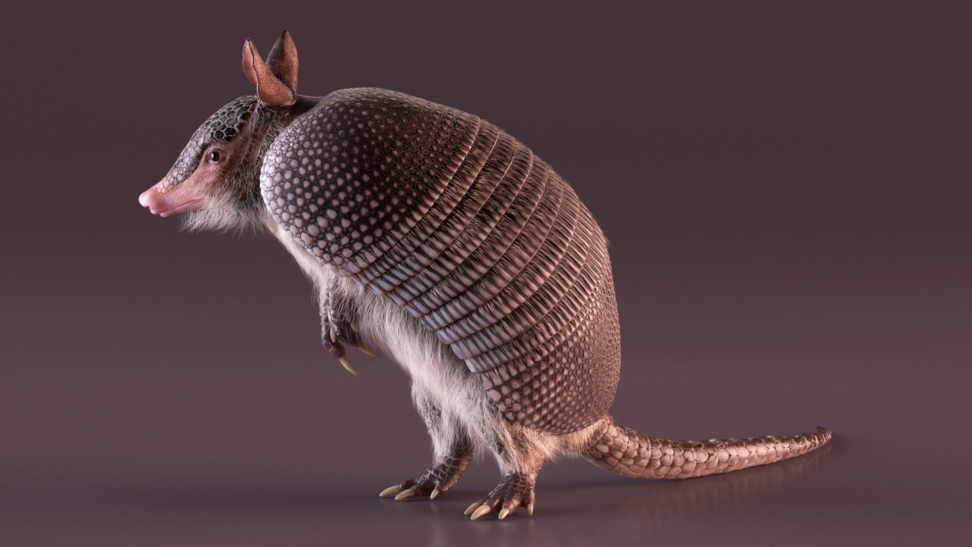 3D Model Armadillo In Hind Legs Pose Black Fur - TurboSquid 2248131