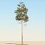 Realistic Pine Tree Max