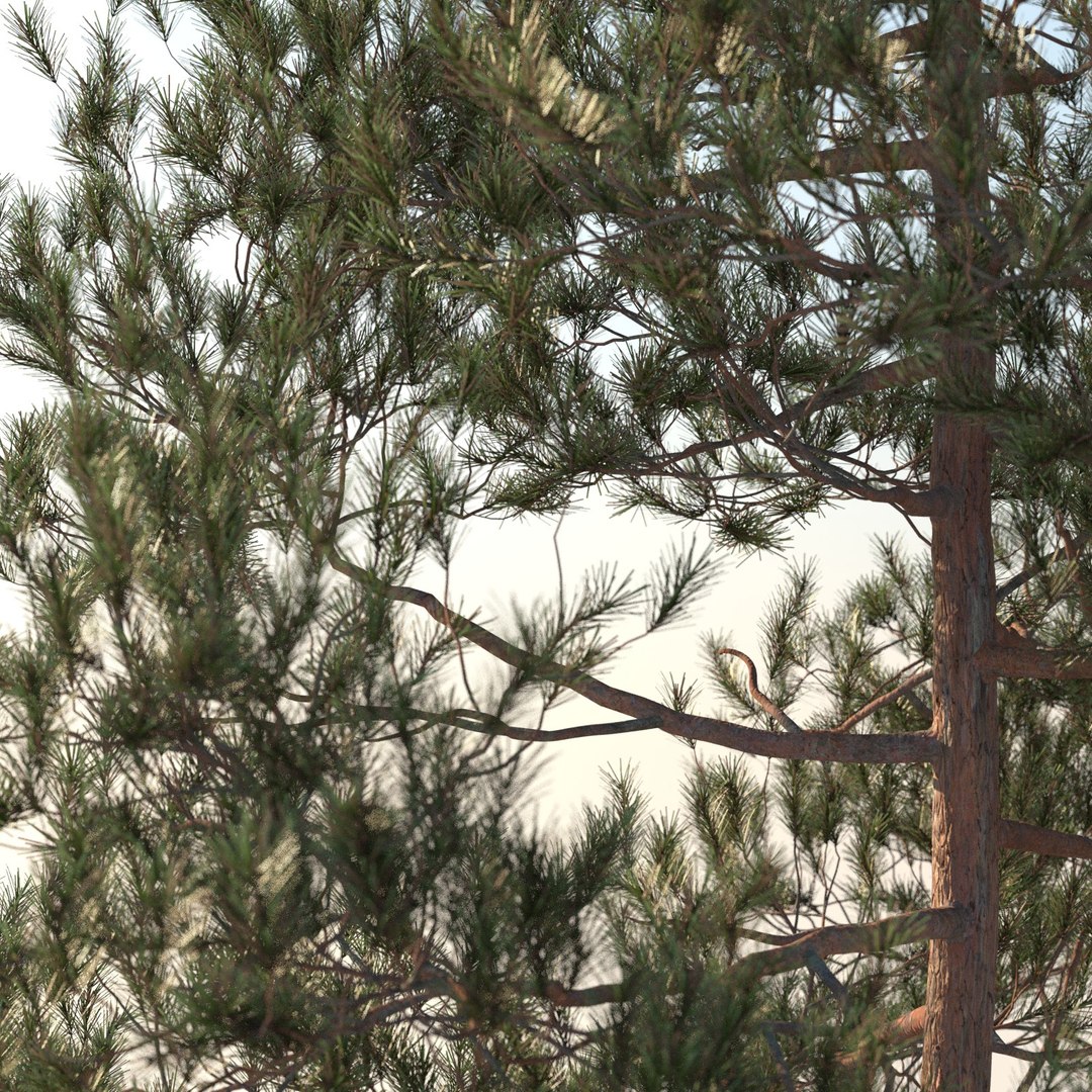 Realistic Pine Tree Max