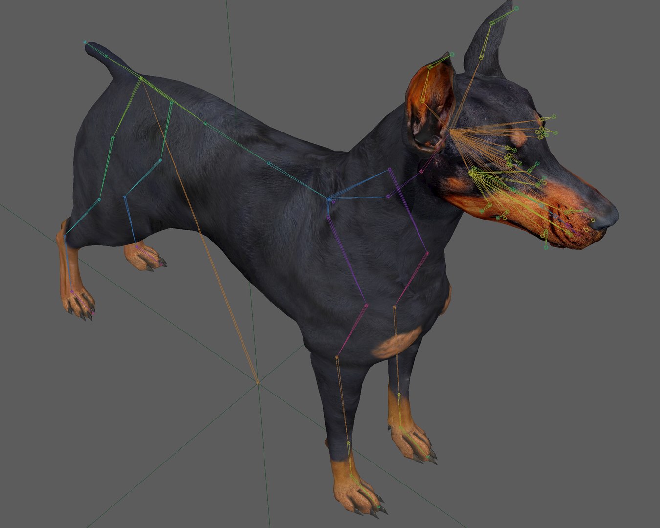 3D Doberman Dog Rig - TurboSquid 1980957