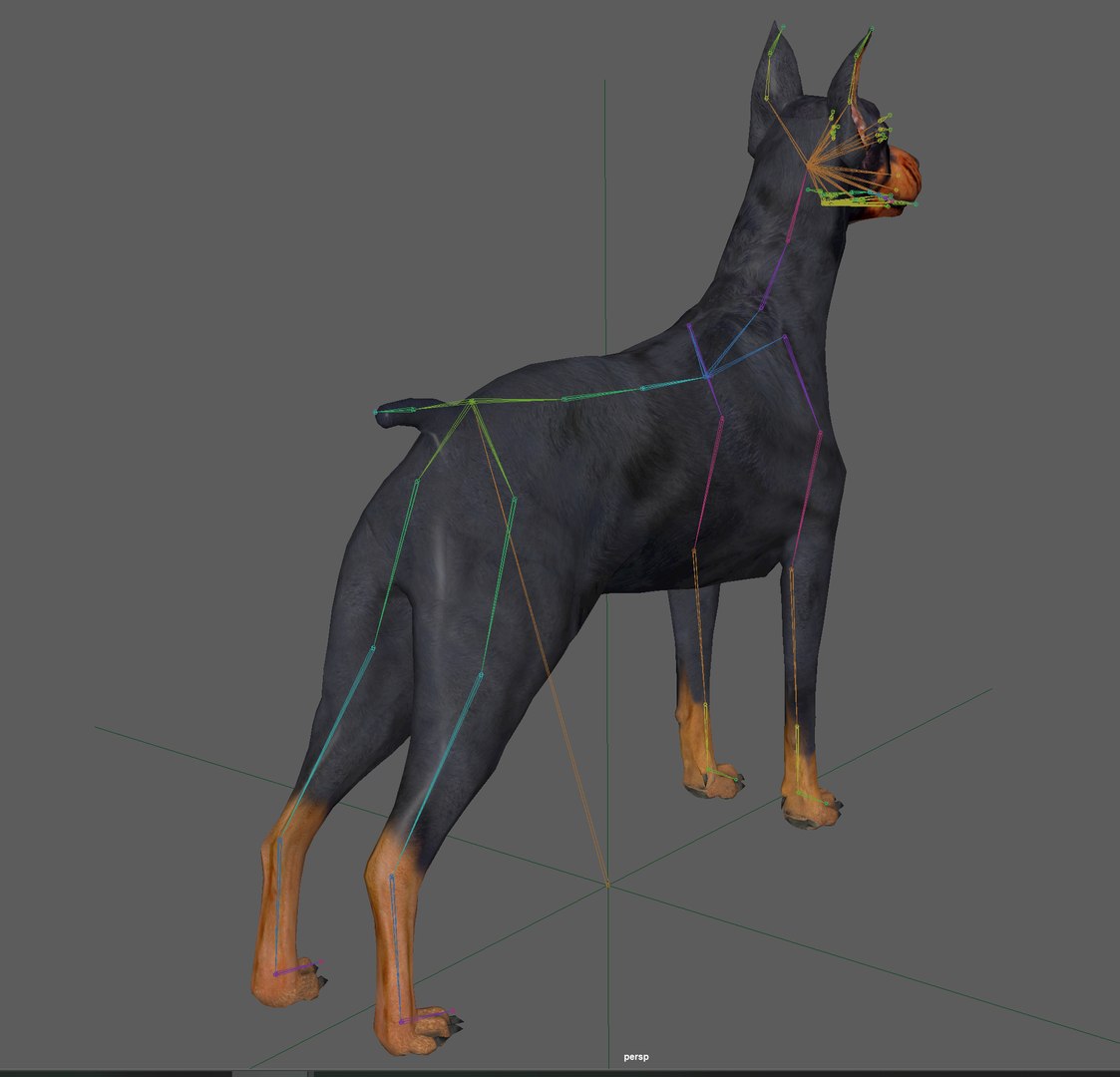 3D Doberman Dog Rig - TurboSquid 1980957
