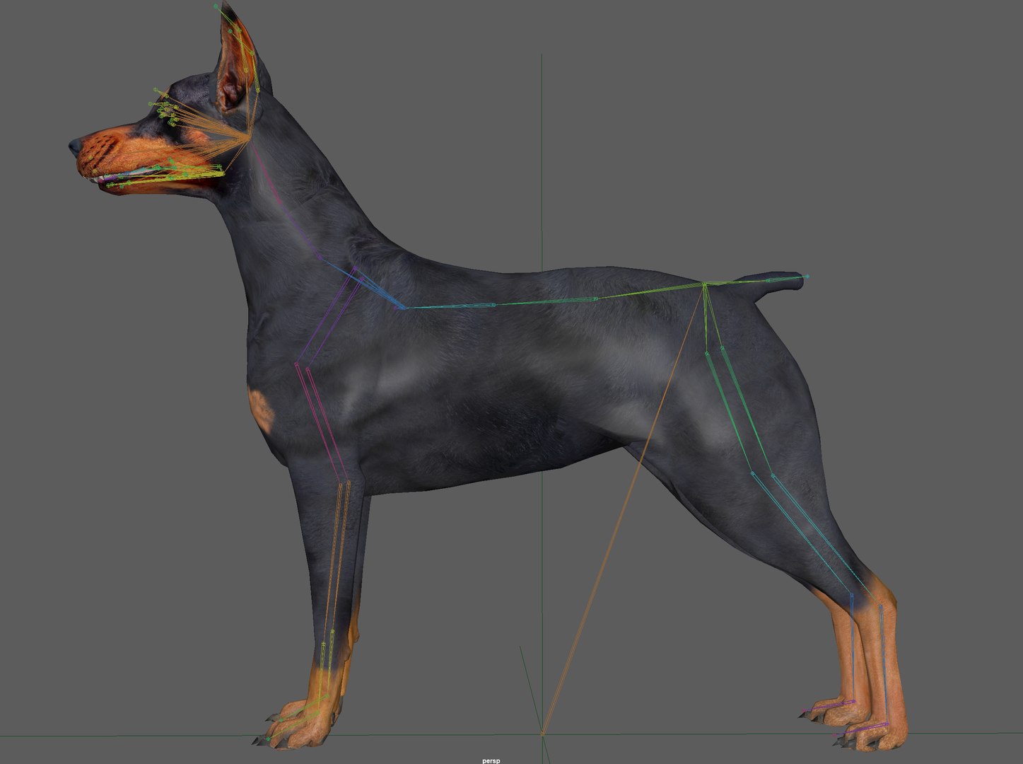3D Doberman Dog Rig - TurboSquid 1980957