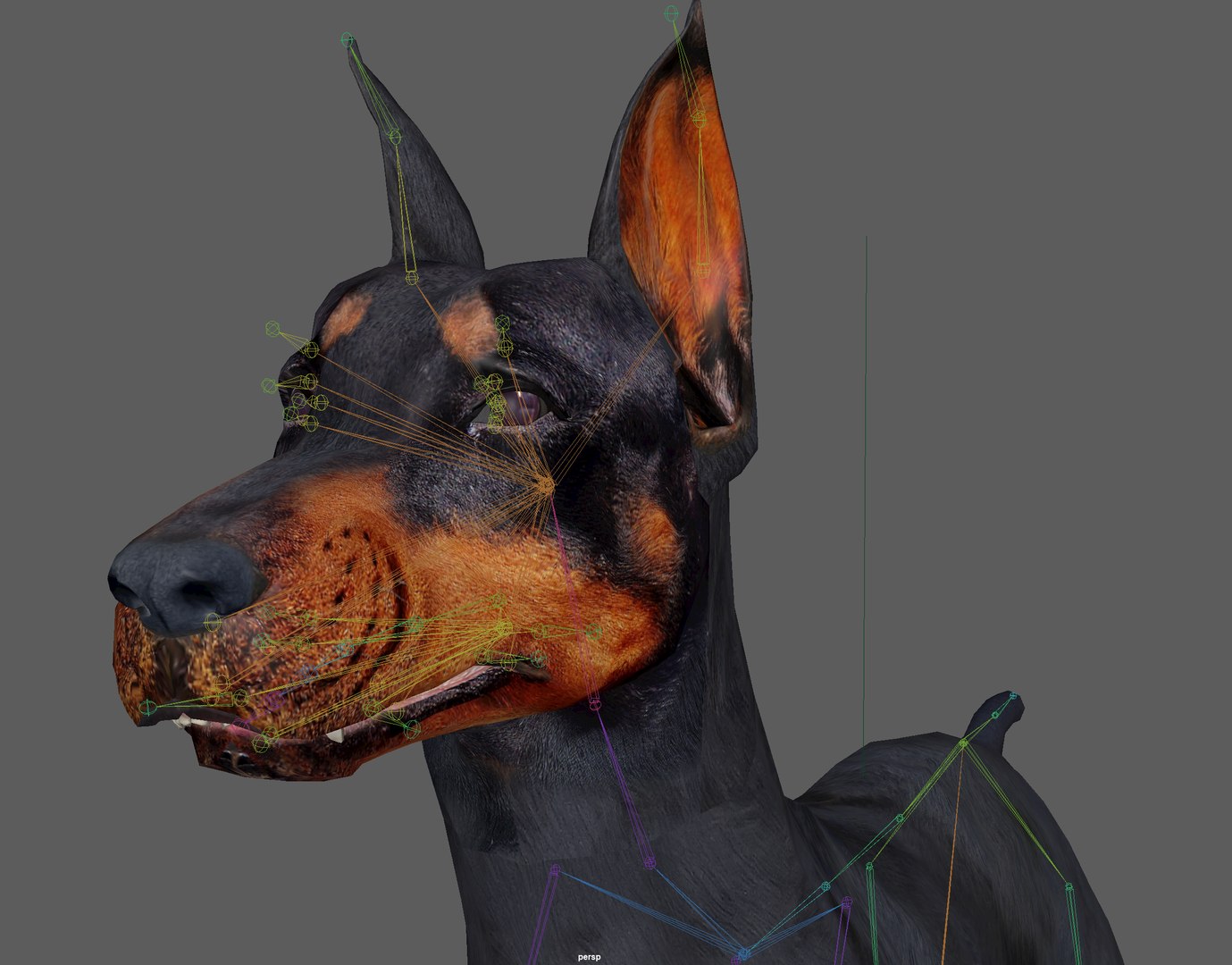 3D Doberman Dog Rig - TurboSquid 1980957