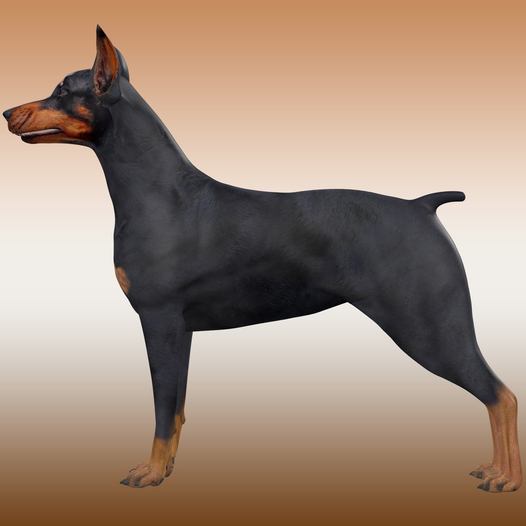 3D Doberman Dog Rig - TurboSquid 1980957