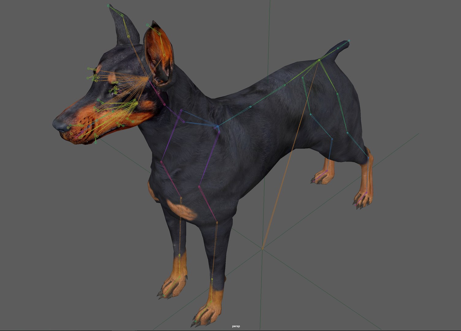 3D Doberman Dog Rig - TurboSquid 1980957