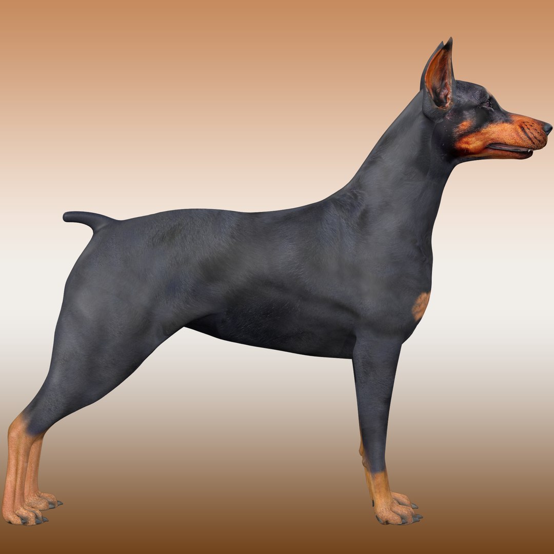 3D Doberman Dog Rig - TurboSquid 1980957
