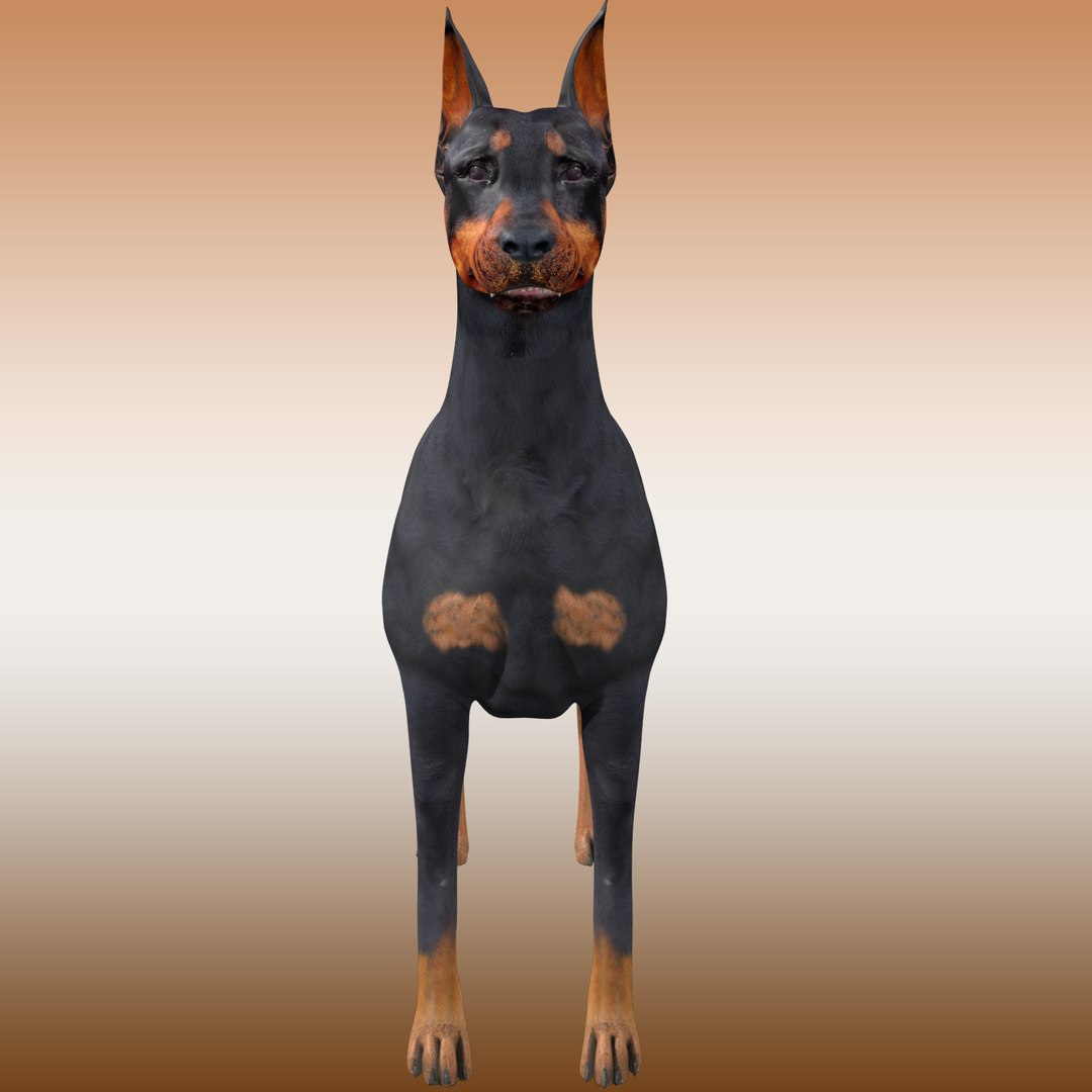 3D Doberman Dog Rig - TurboSquid 1980957