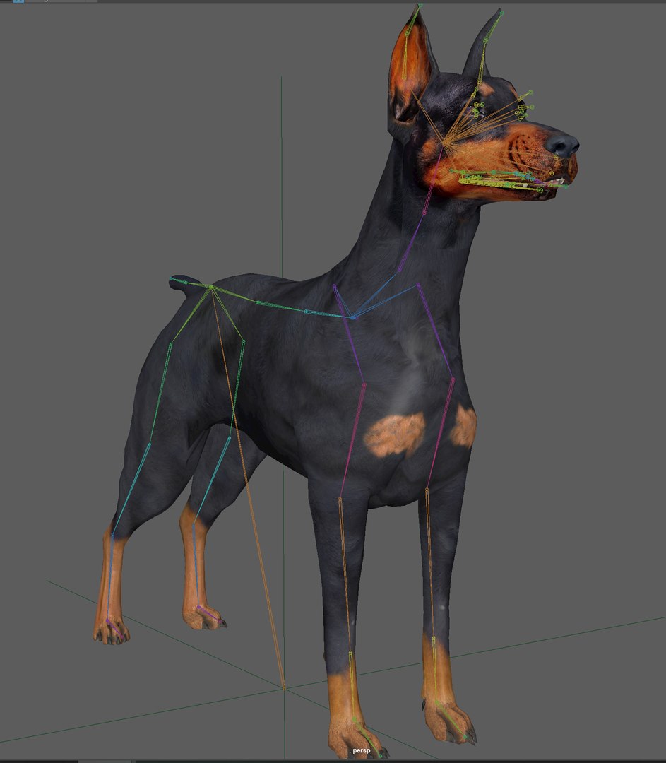 3D Doberman Dog Rig - TurboSquid 1980957