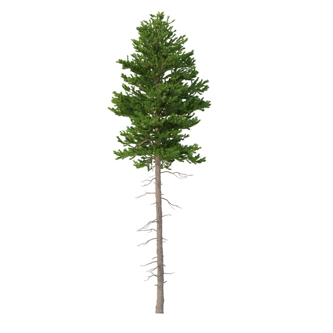 3D model Picea Abies Set 2 - 2 in 1 - TurboSquid 1783263
