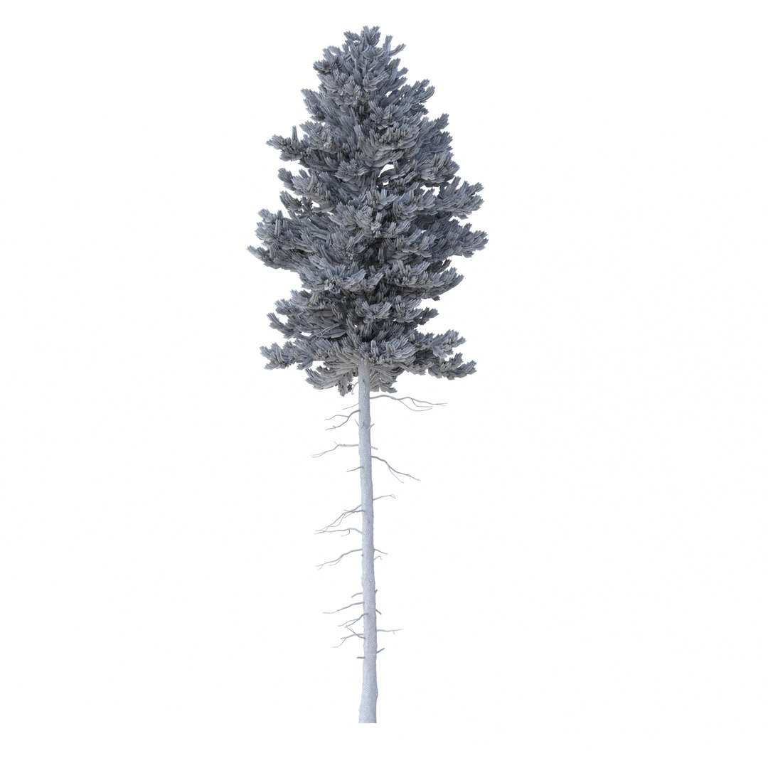 3D model Picea Abies Set 2 - 2 in 1 - TurboSquid 1783263