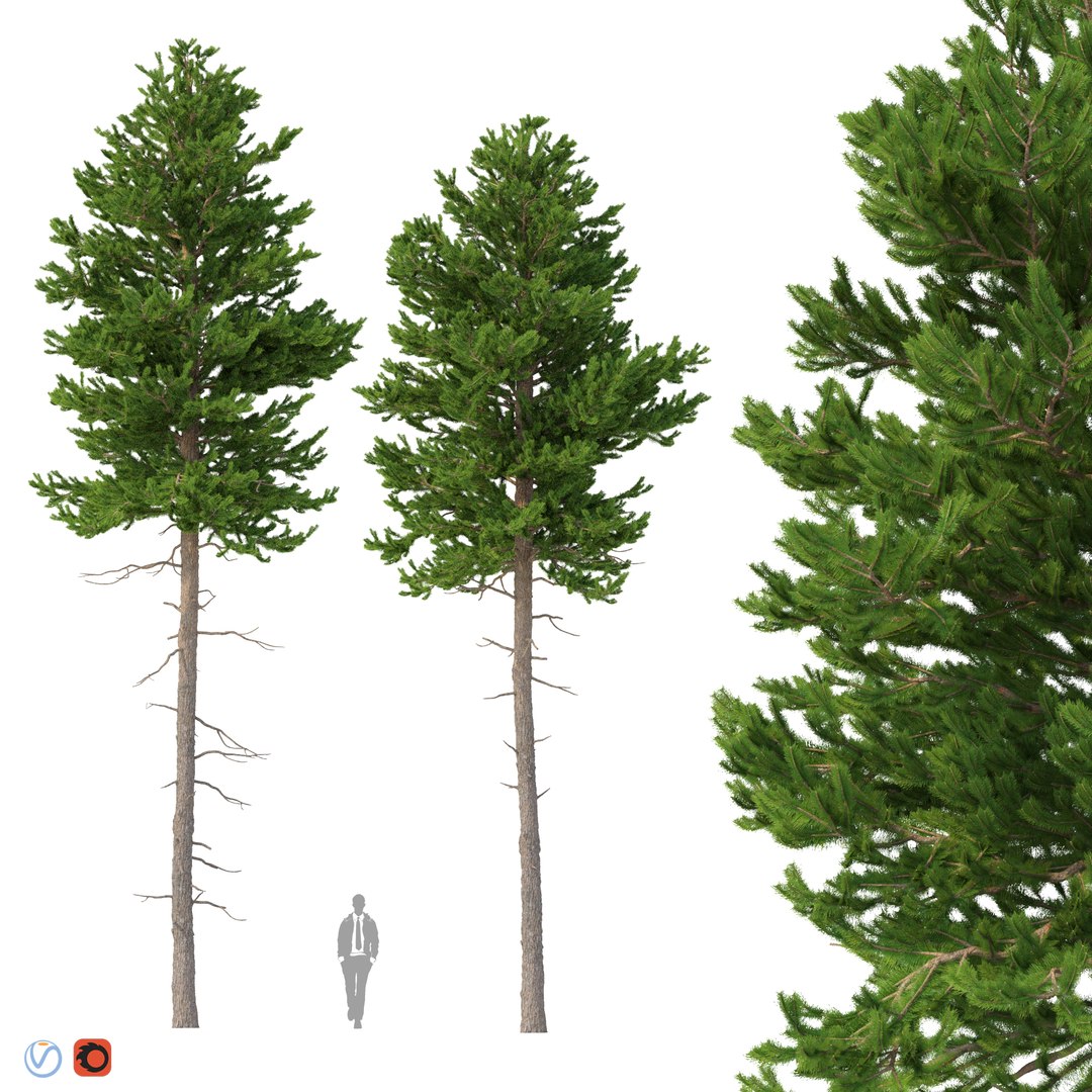 3D model Picea Abies Set 2 - 2 in 1 - TurboSquid 1783263