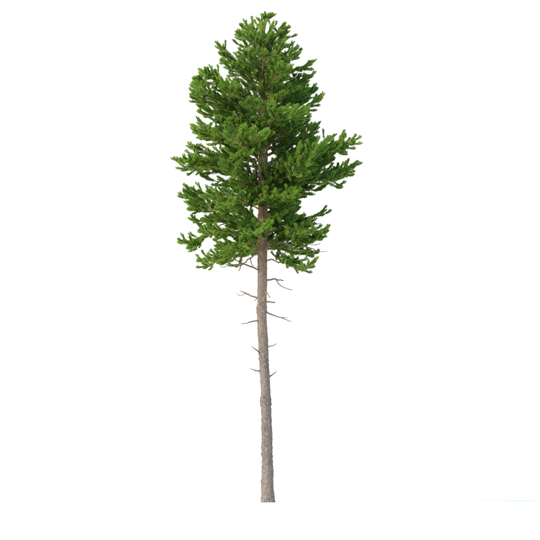 3D model Picea Abies Set 2 - 2 in 1 - TurboSquid 1783263