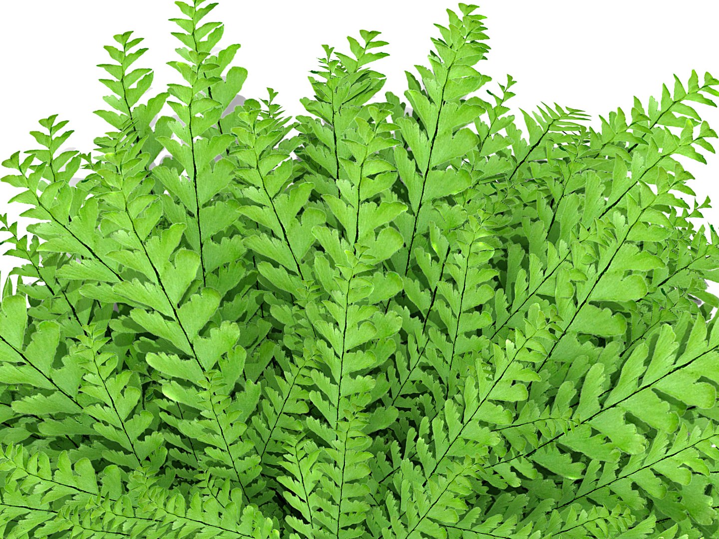 Plant American Maidenhair Fern Max