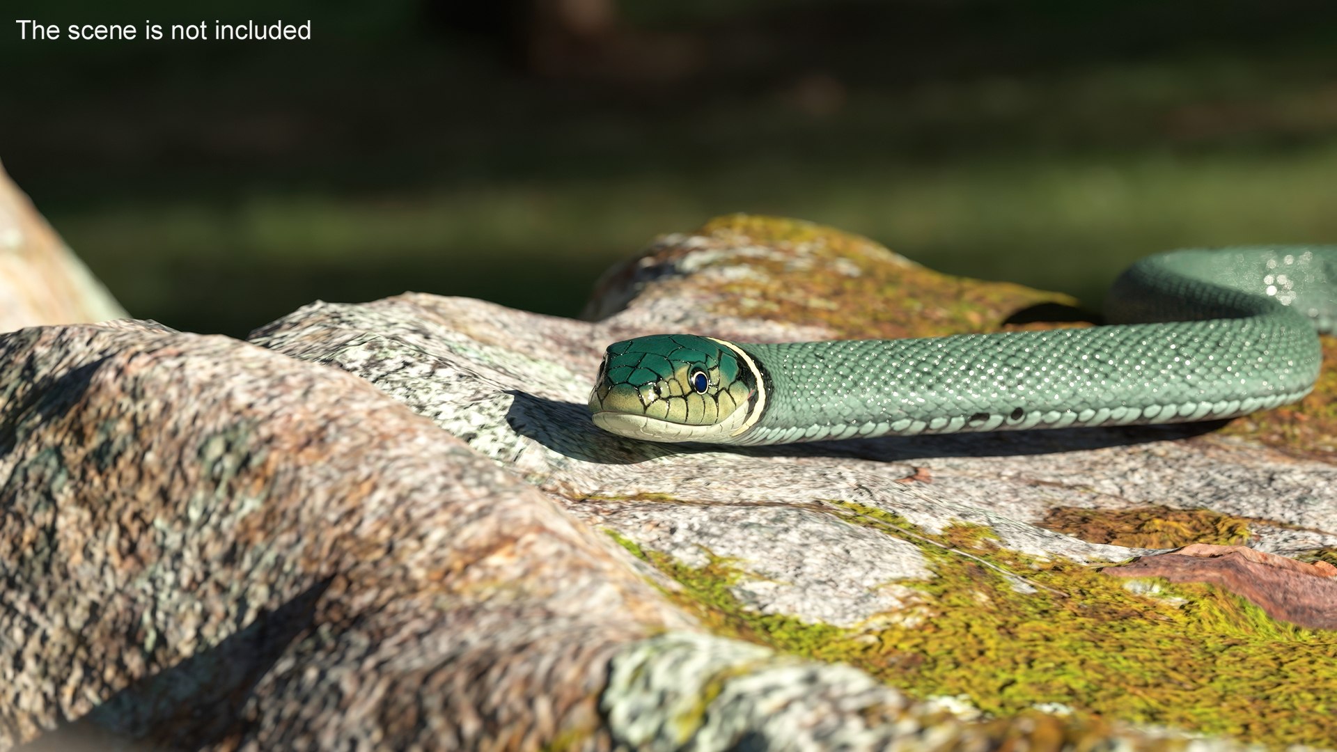 Grass Snake Green Rigged For Cinema 4D 3D - TurboSquid 2252713