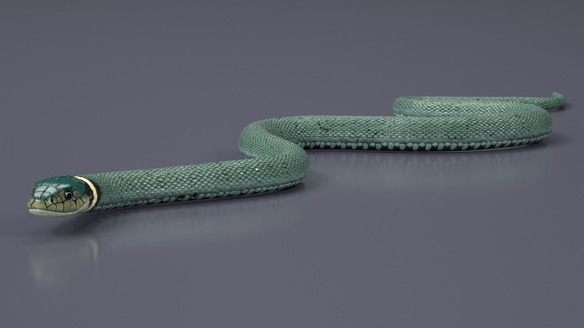 Grass Snake Green Rigged For Cinema 4D 3D - TurboSquid 2252713